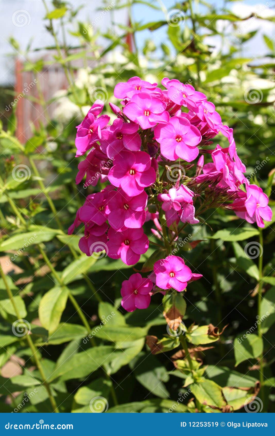 Pink phlox stock image. Image of bunch, macro, floral - 12253519