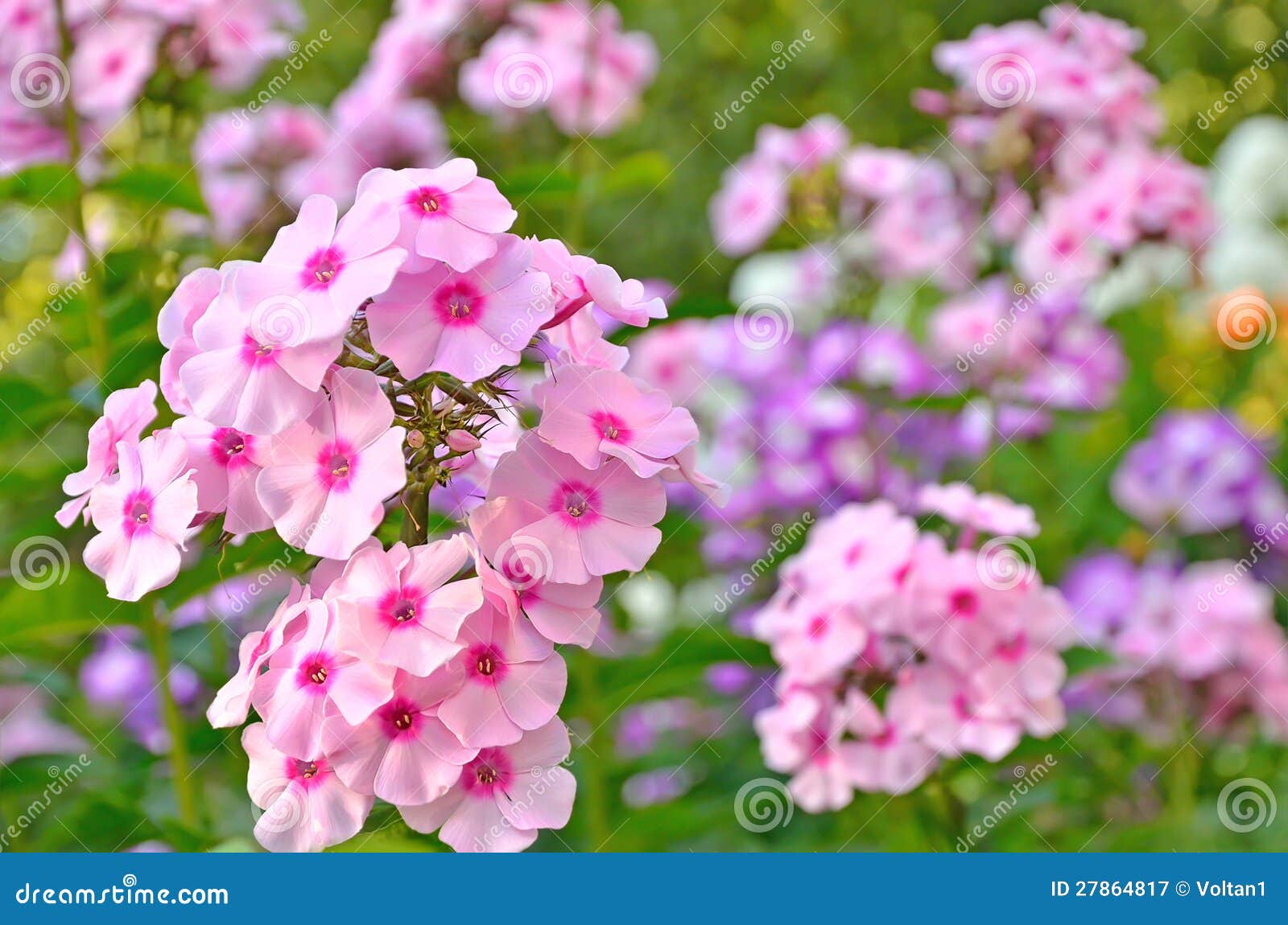 Pink phlox stock image. Image of plant, decoration, vibrant - 27864817