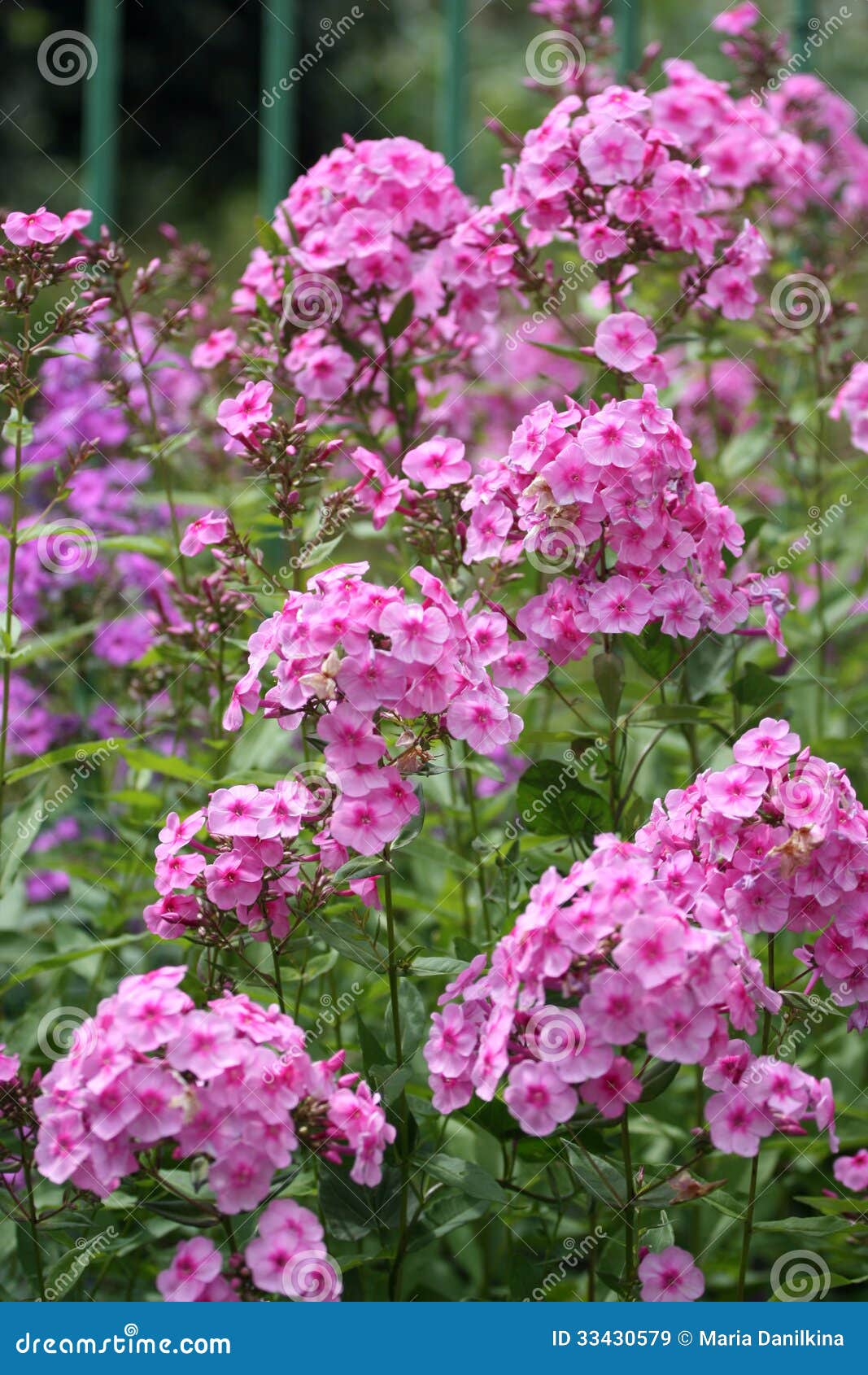Pink phlox stock image. Image of colorful, spring, plant - 33430579