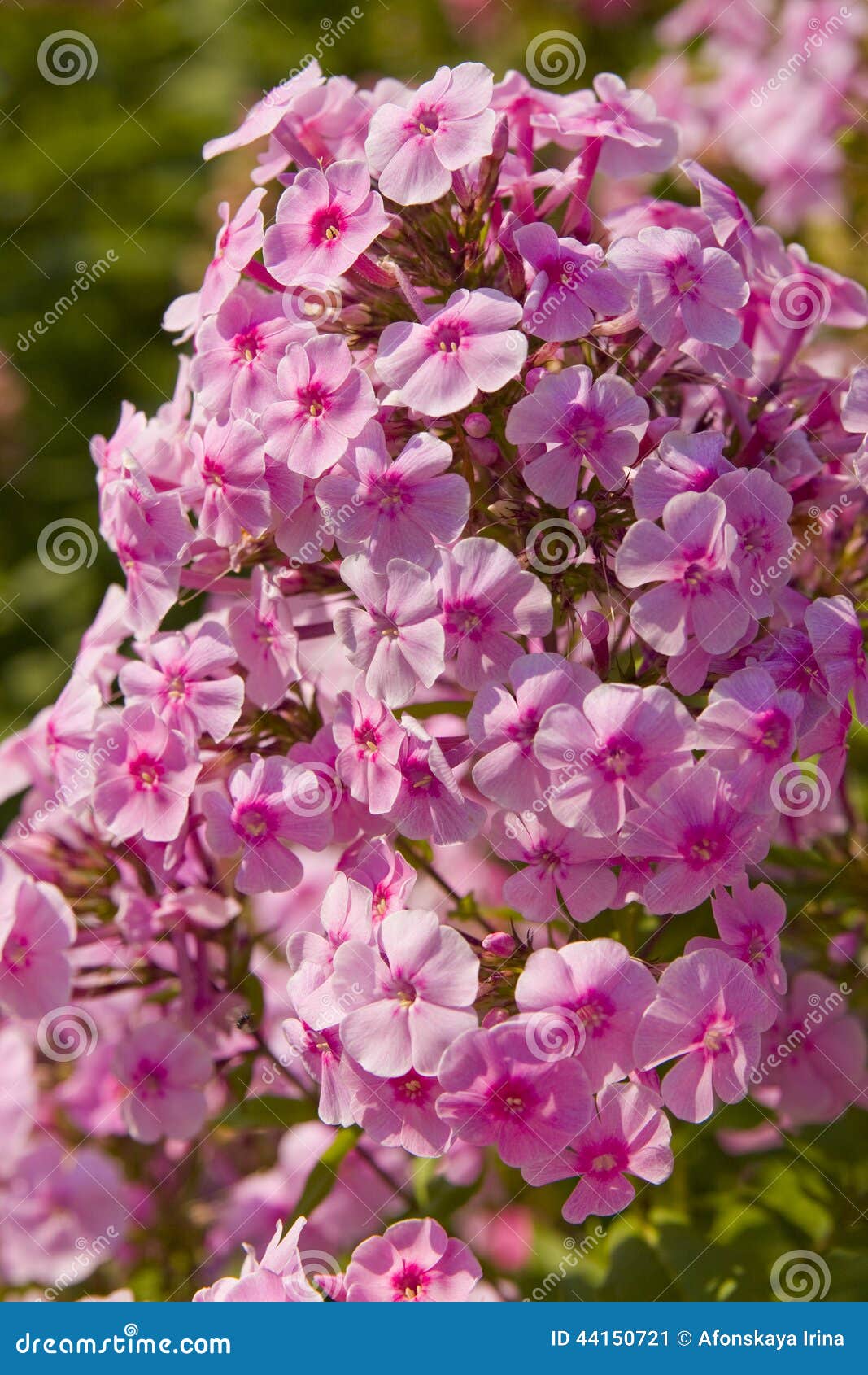 Pink phlox stock image. Image of plant, flower, botanic - 44150721