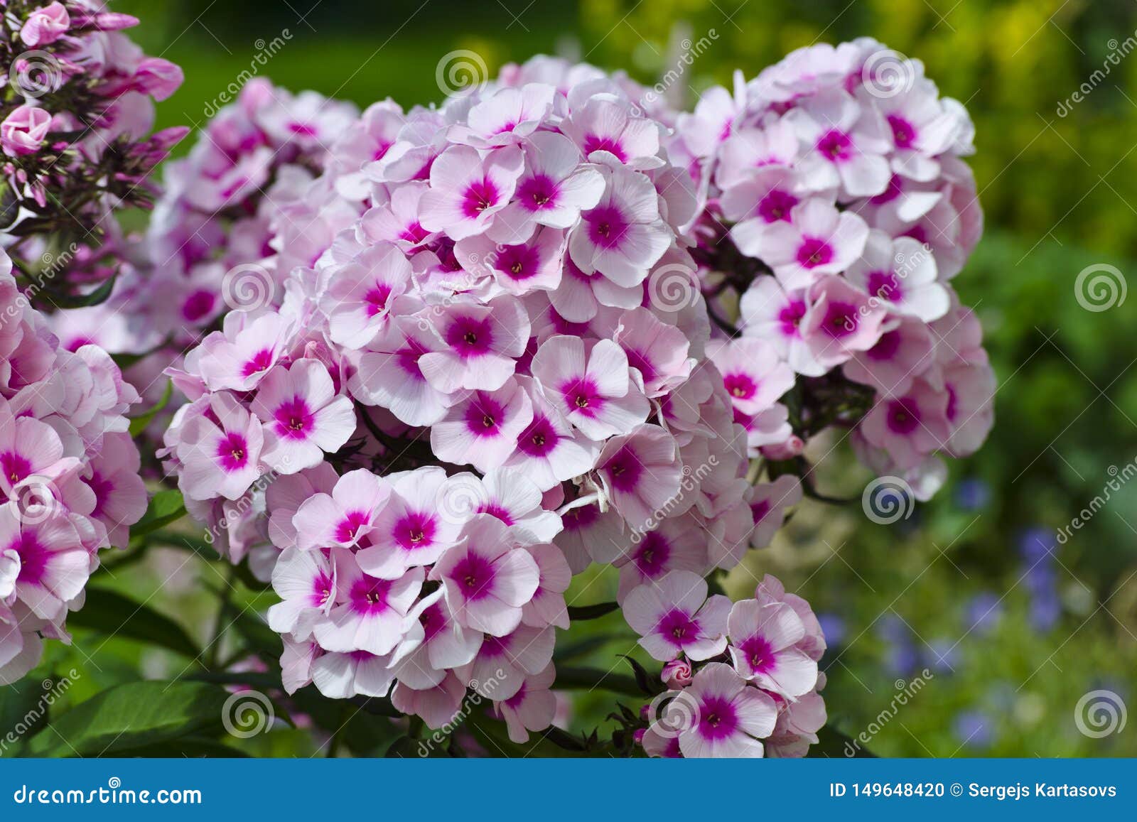 Pink Phlox Flower stock photo. Image of green, paniculata - 149648420
