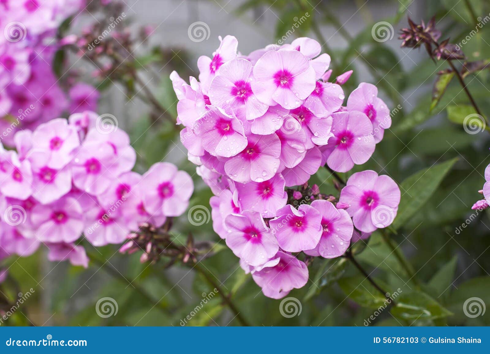 Pink Phlox flower stock image. Image of love, flora, inflorescence ...