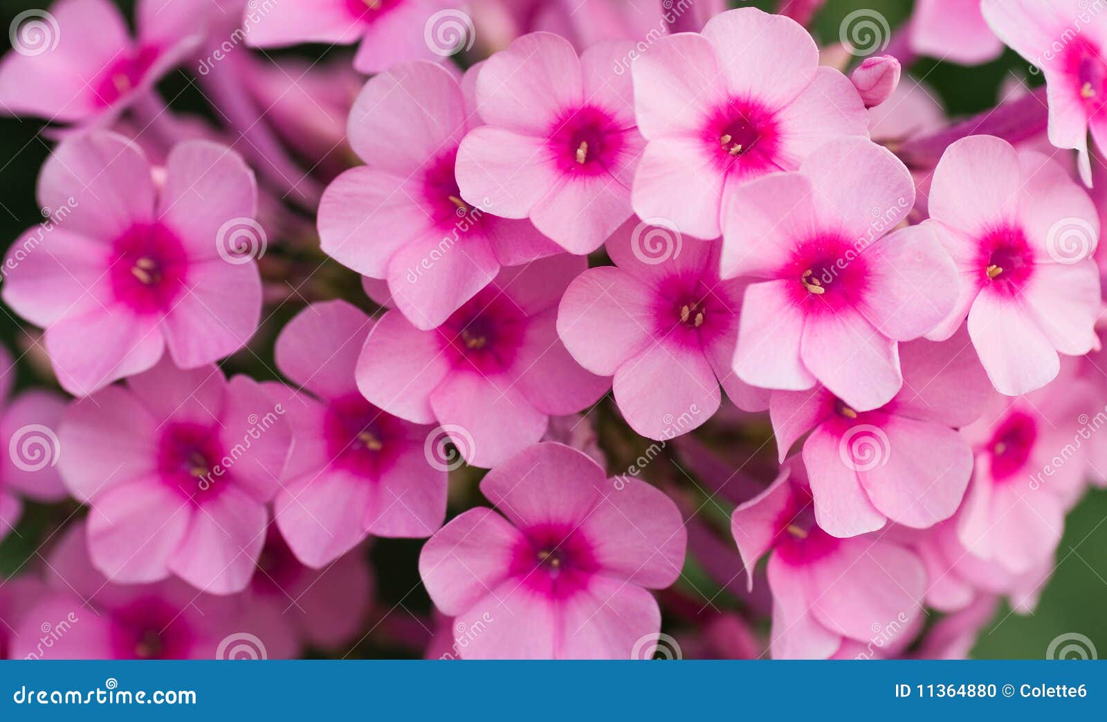 Pink phlox flowers stock photo. Image of colorful, purple - 11364880