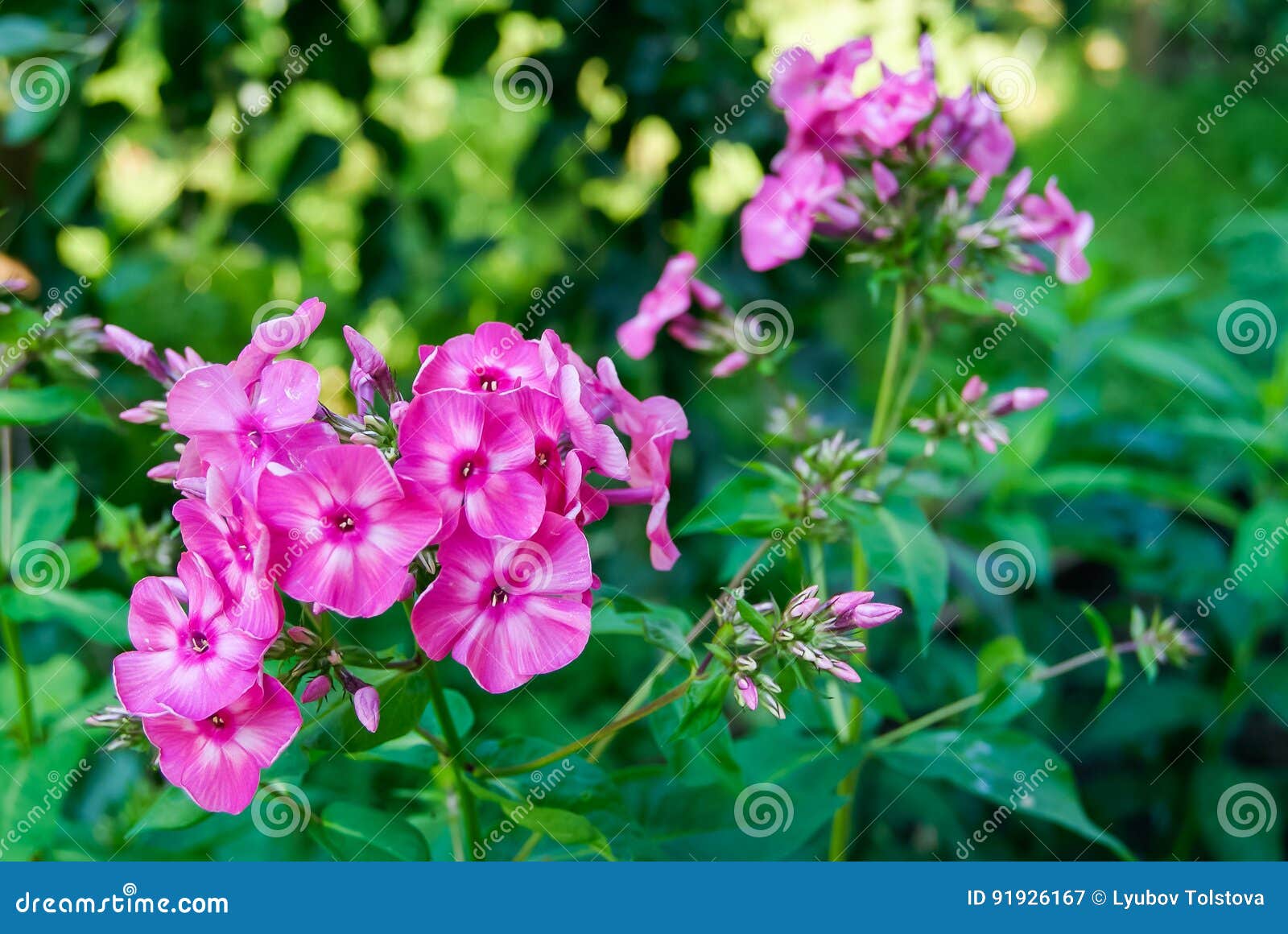 Pink phlox flowers stock image. Image of light, green - 91926167