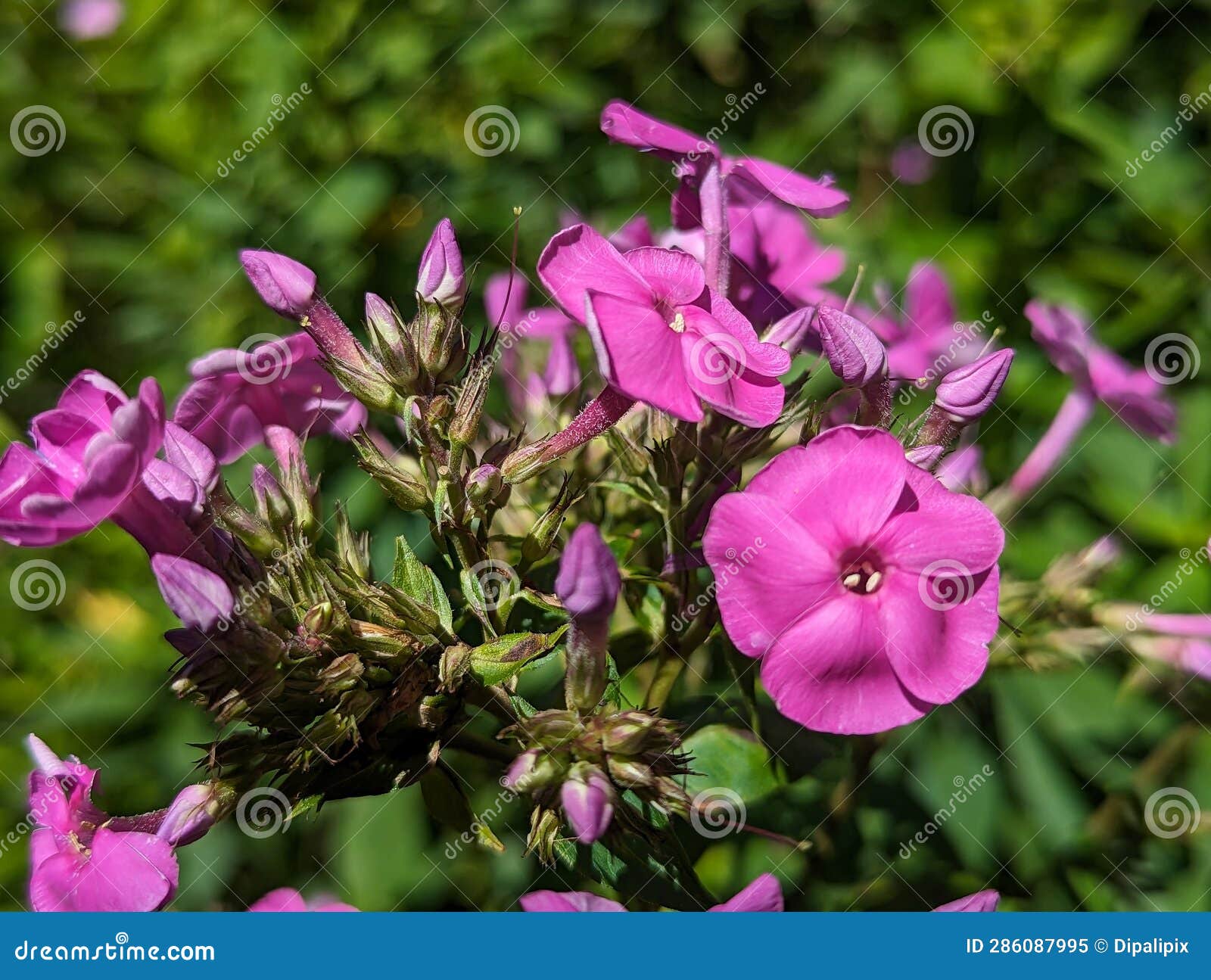 Pink Phlox Flowers Blooming in Summer Stock Image - Image of meadow ...