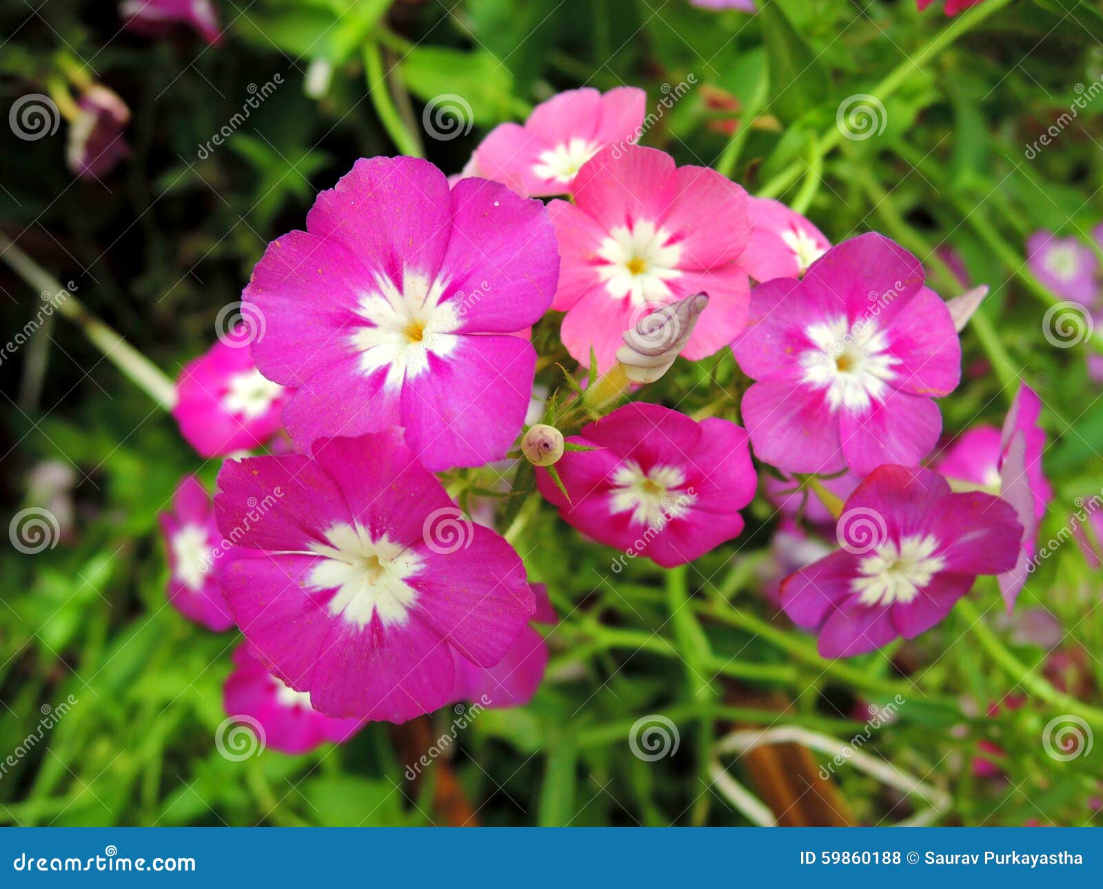 Pink Phlox flowers stock photo. Image of foliage, beauty - 59860188