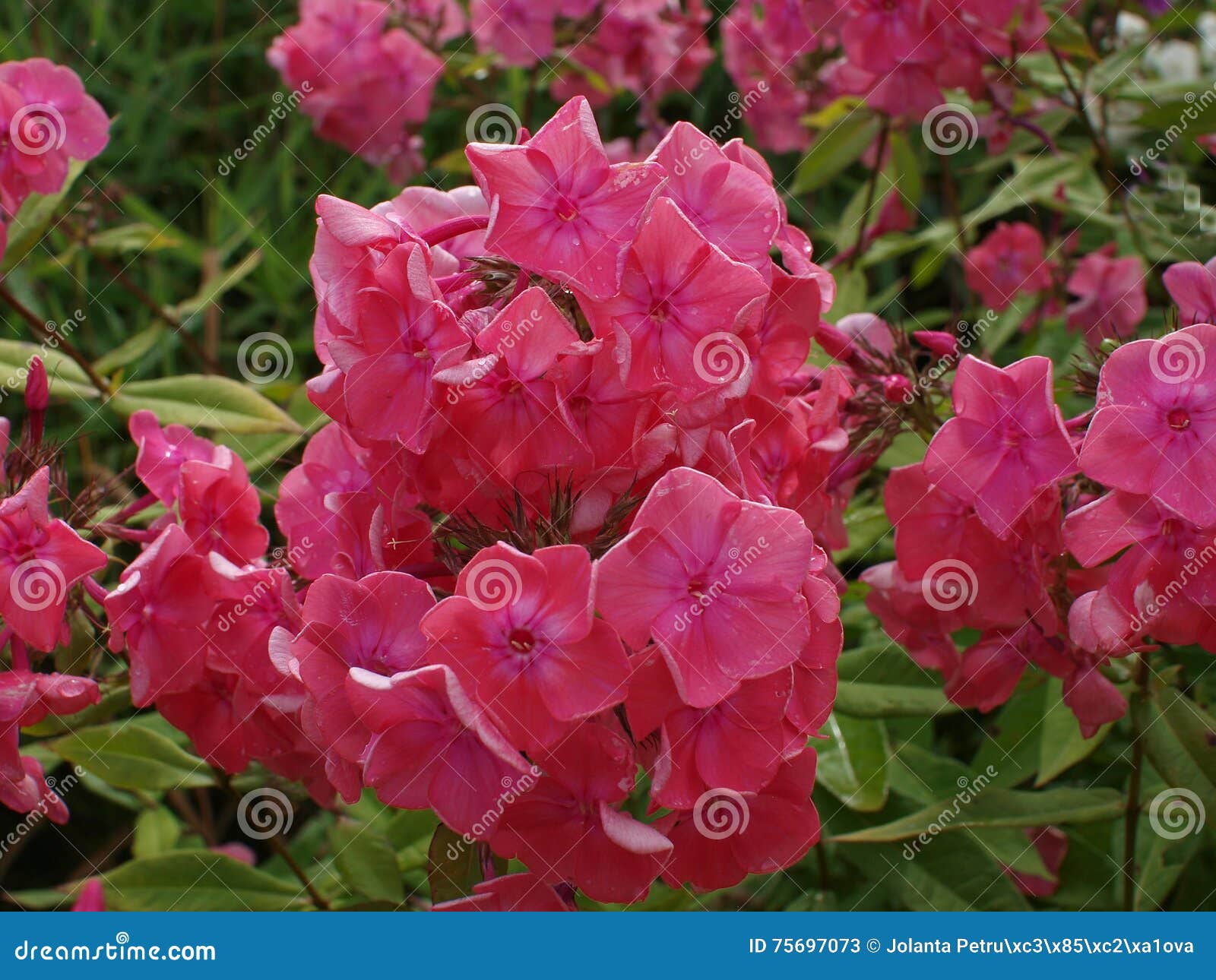 Pink phlox flowers stock image. Image of grow, landscaping - 75697073