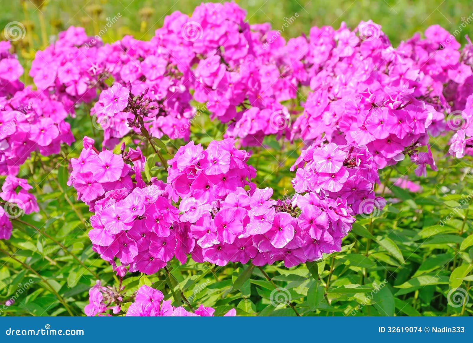 Pink phlox stock photo. Image of flowers, botany, large - 32619074