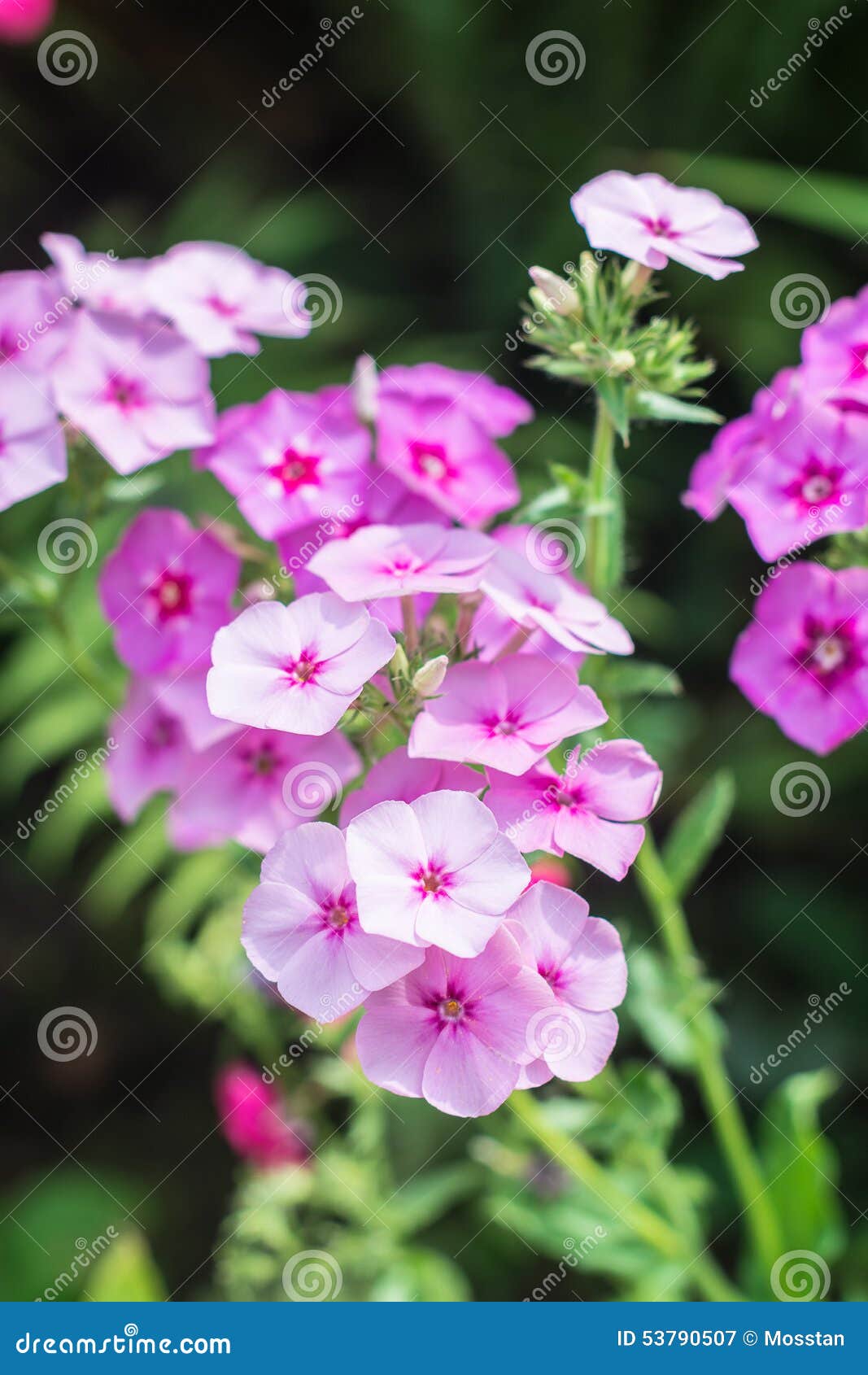 Pink phlox stock image. Image of flowers, flowerbed, daisy - 53790507