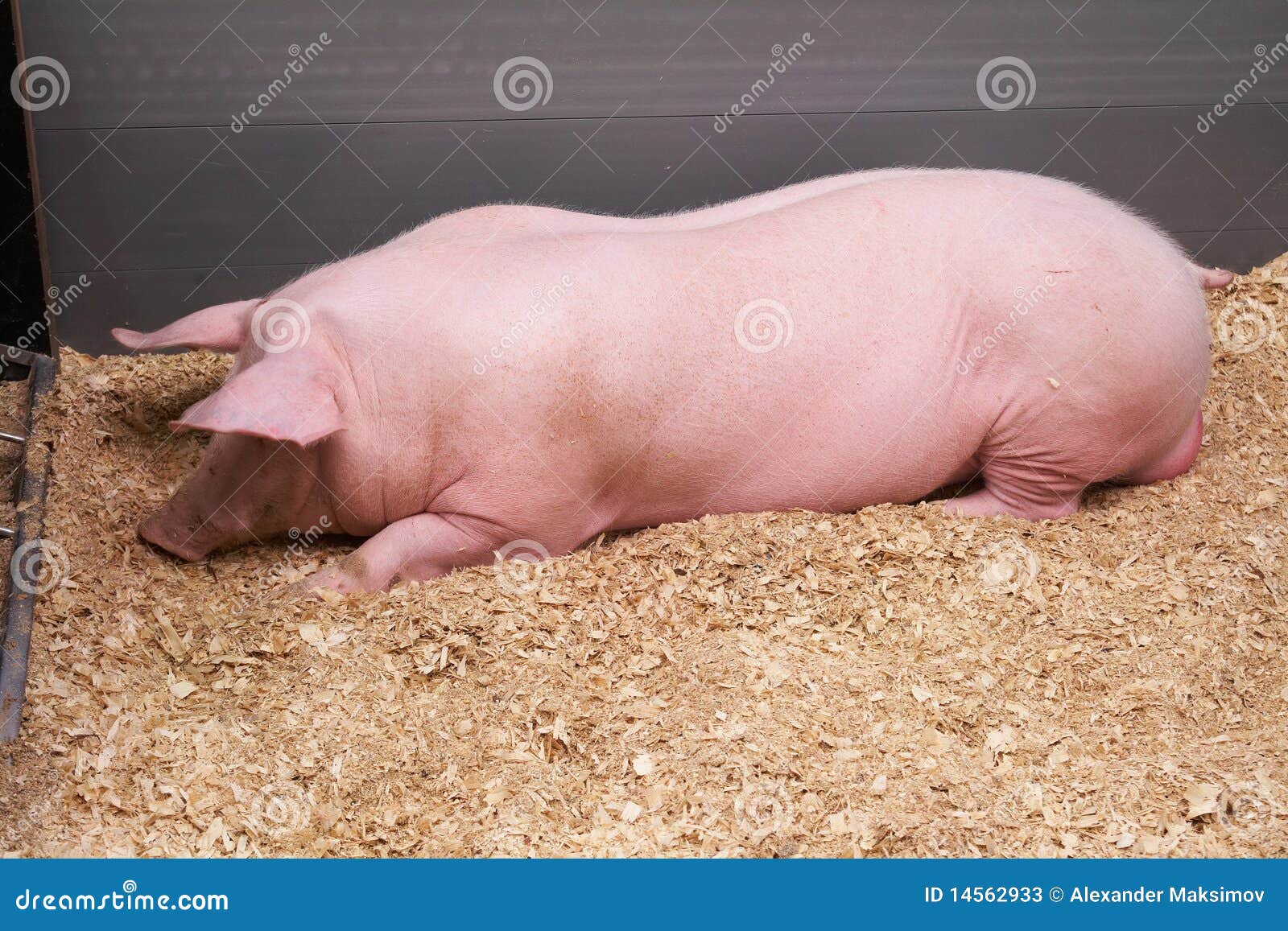 Pink pig stock image. Image of animal, piggy, boar, show - 14562933