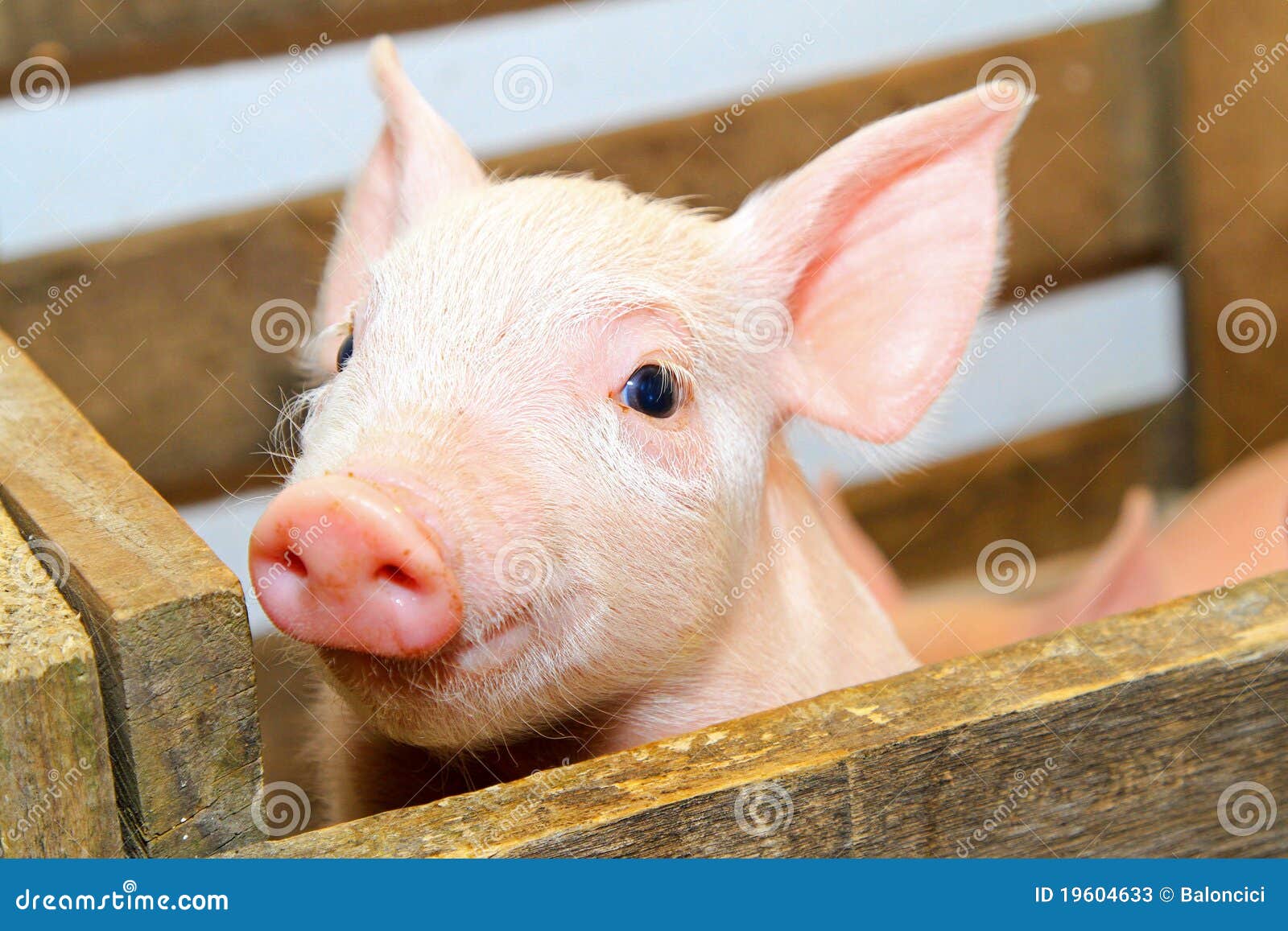 Pink pig stock image. Image of piggy, farm, pink, farming - 19604633