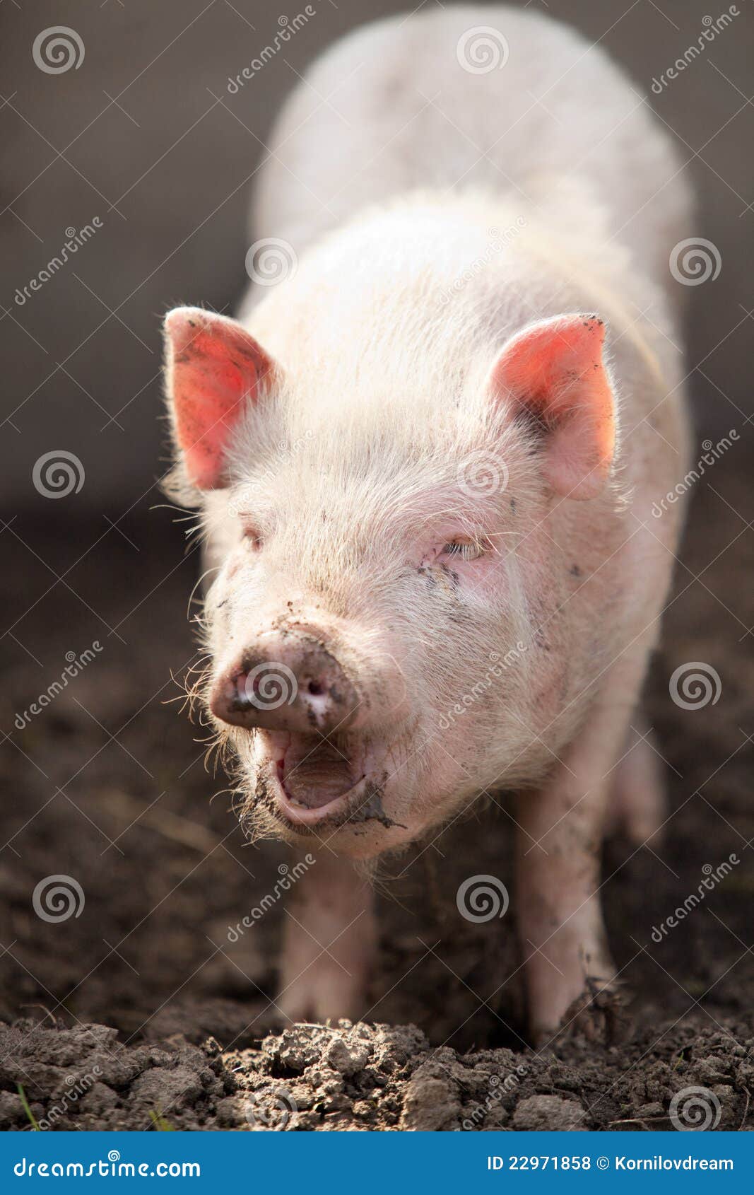 Pink pig stock photo. Image of young, animal, grazing - 22971858