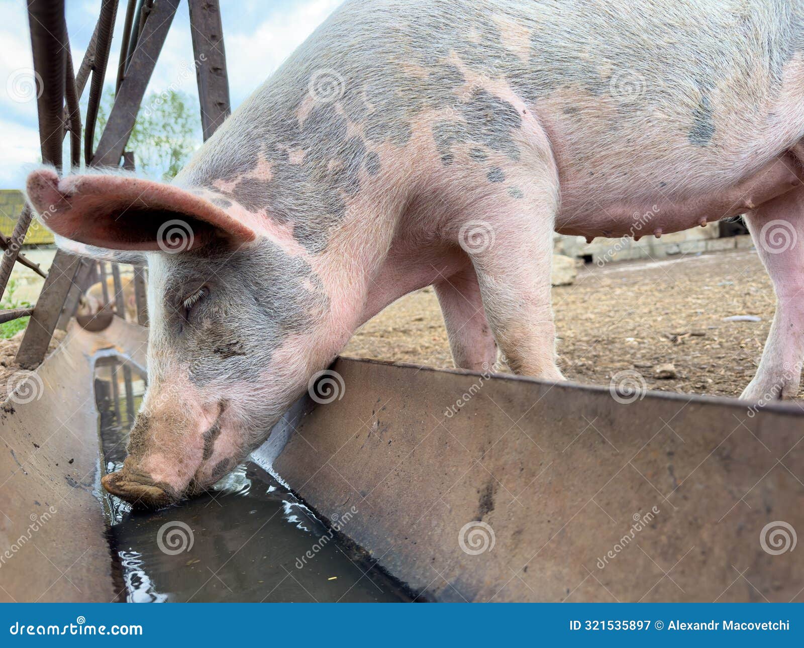 Pink Pig Drinking Water from a Trough Stock Image - Image of farm, barn ...