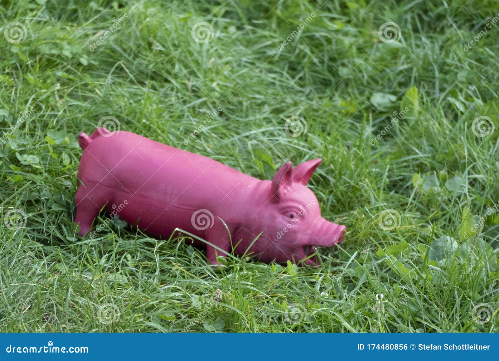 A pink pig in the garden stock photo. Image of cute - 174480856