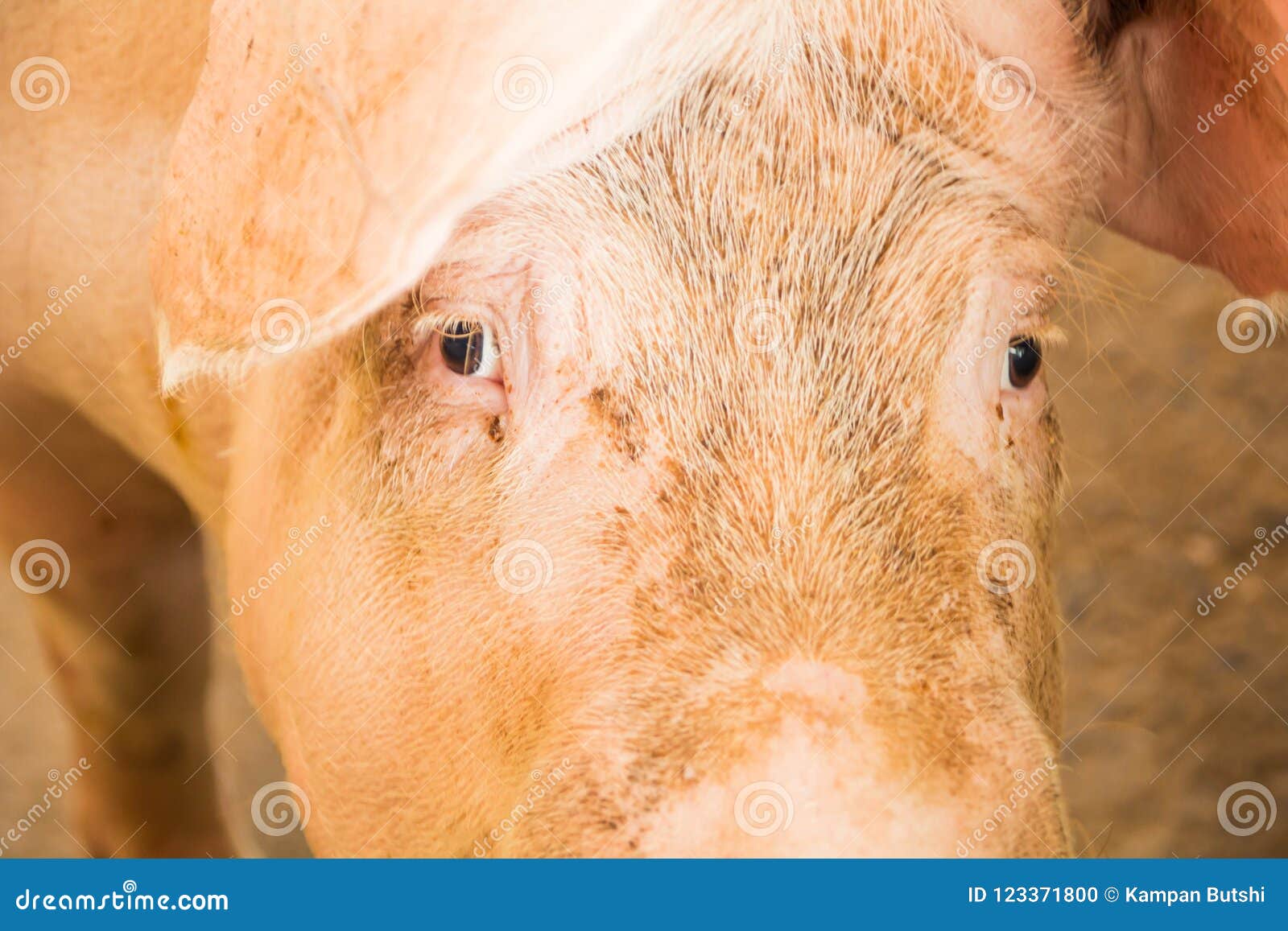 Pink Pig Looks at Camera with Cute Eyes Stock Photo - Image of food ...