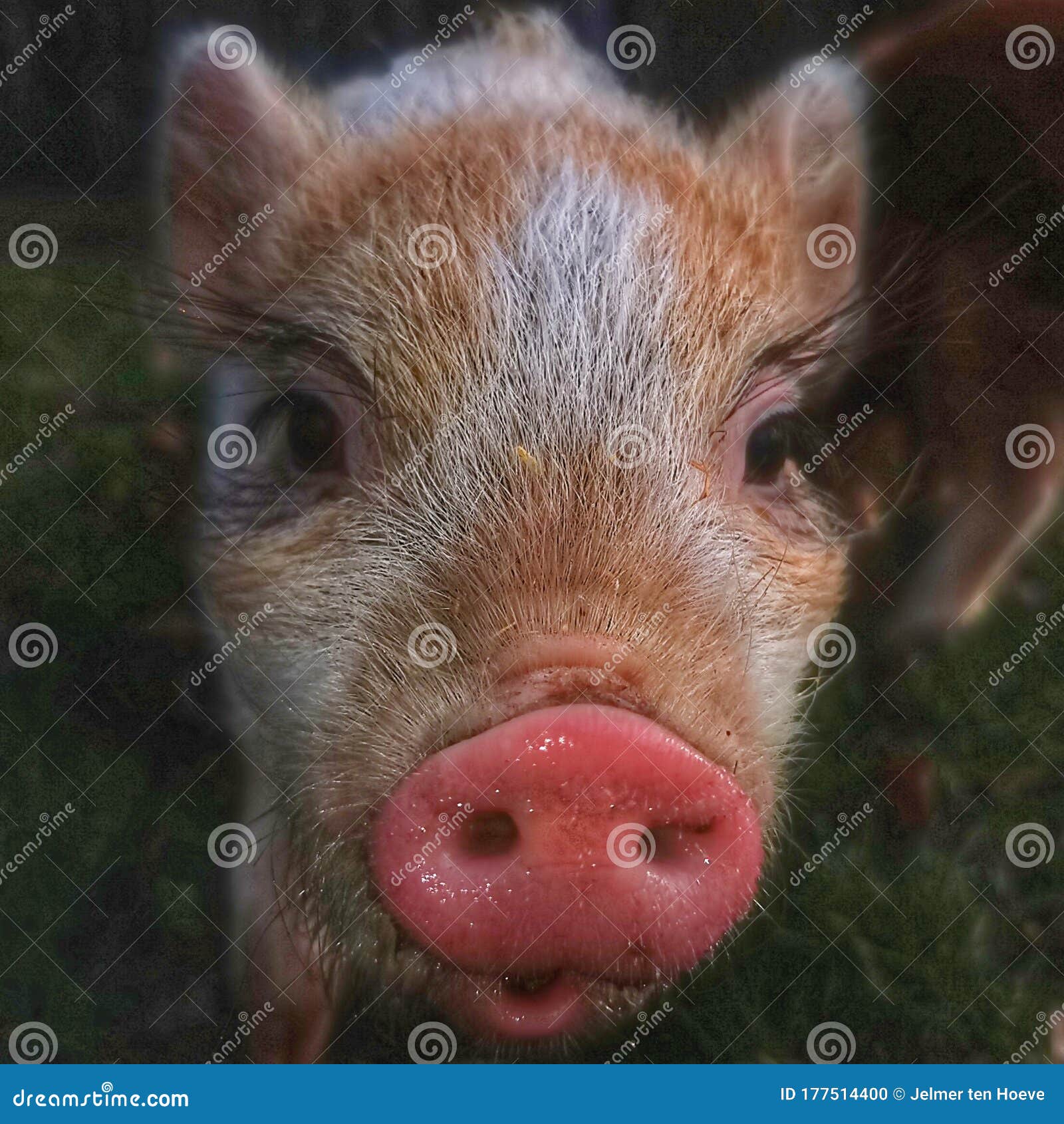 Pink pig nose stock photo. Image of nose, pink, farm - 177514400