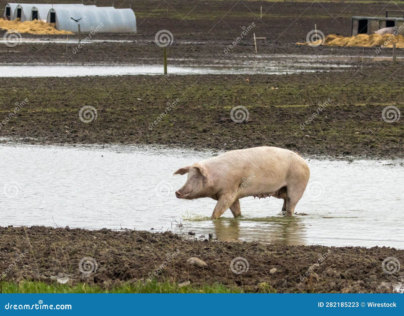 Pink Pig Wading through Water in a Muddy Field Stock Image - Image of ...