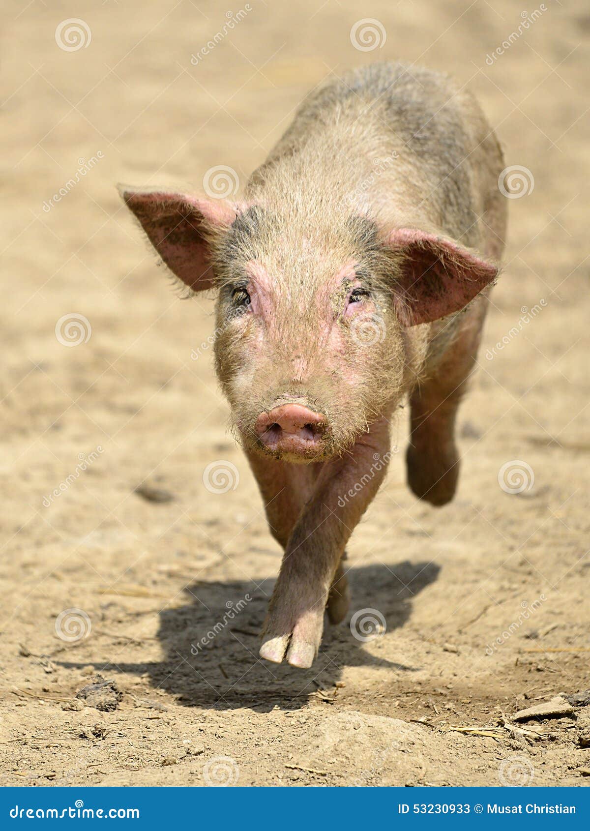 Pink piglet running front stock image. Image of omnivore - 53230933