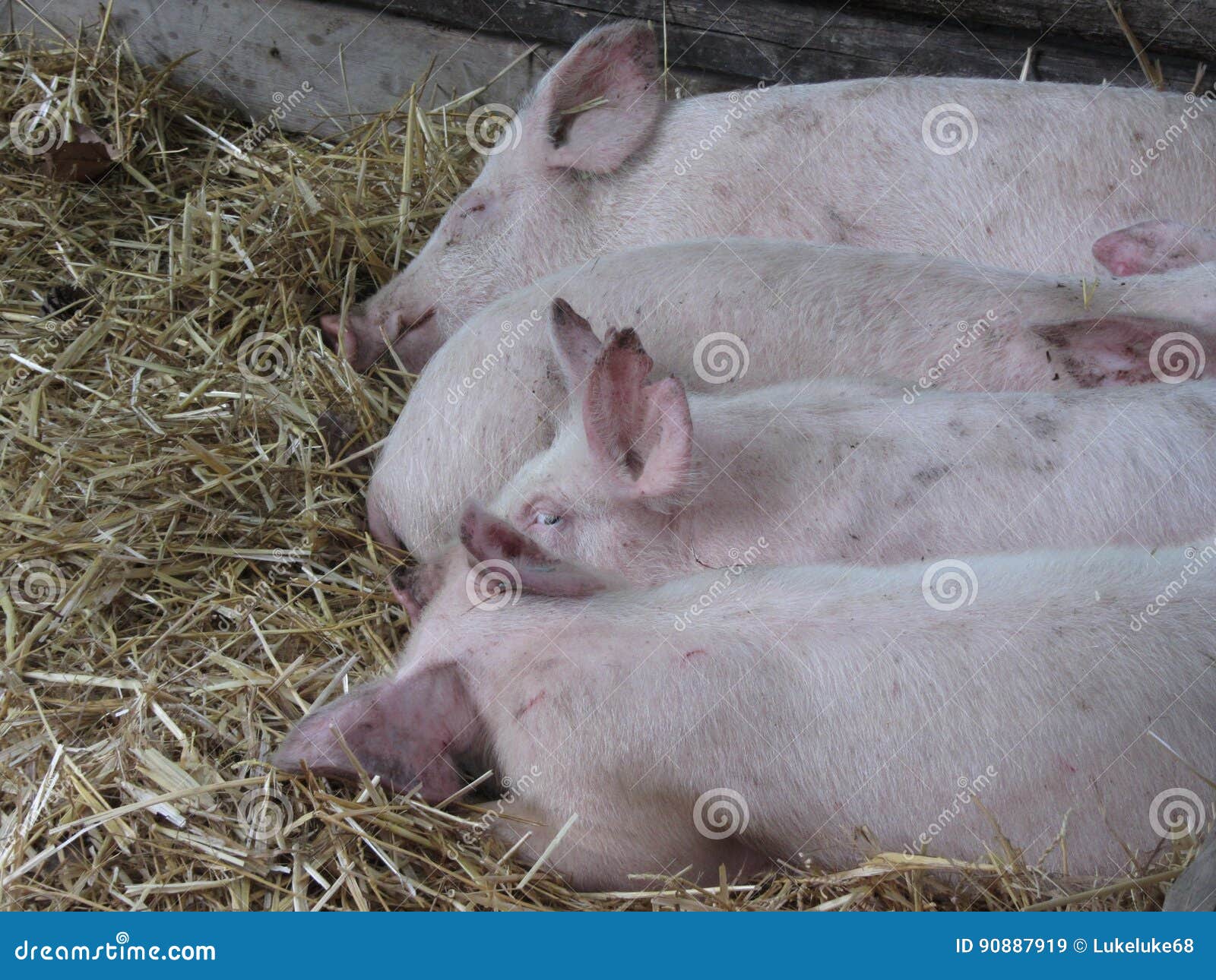 Pink Piglets Lying Down on Straw Stock Image - Image of swine, pigpen ...