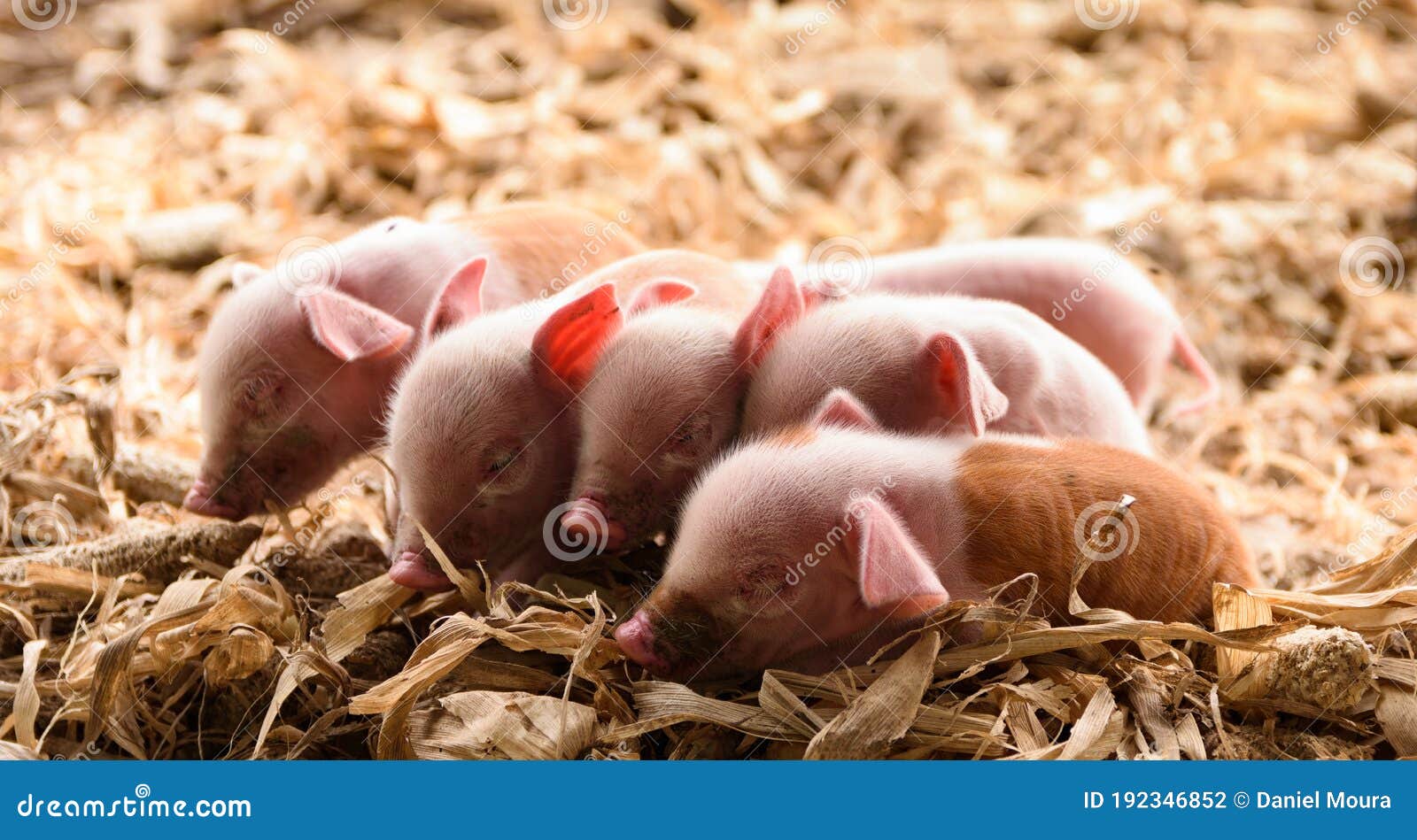 Pink Piglets Standing On The Chaff Are Raised In An Organic Pig Farm ...