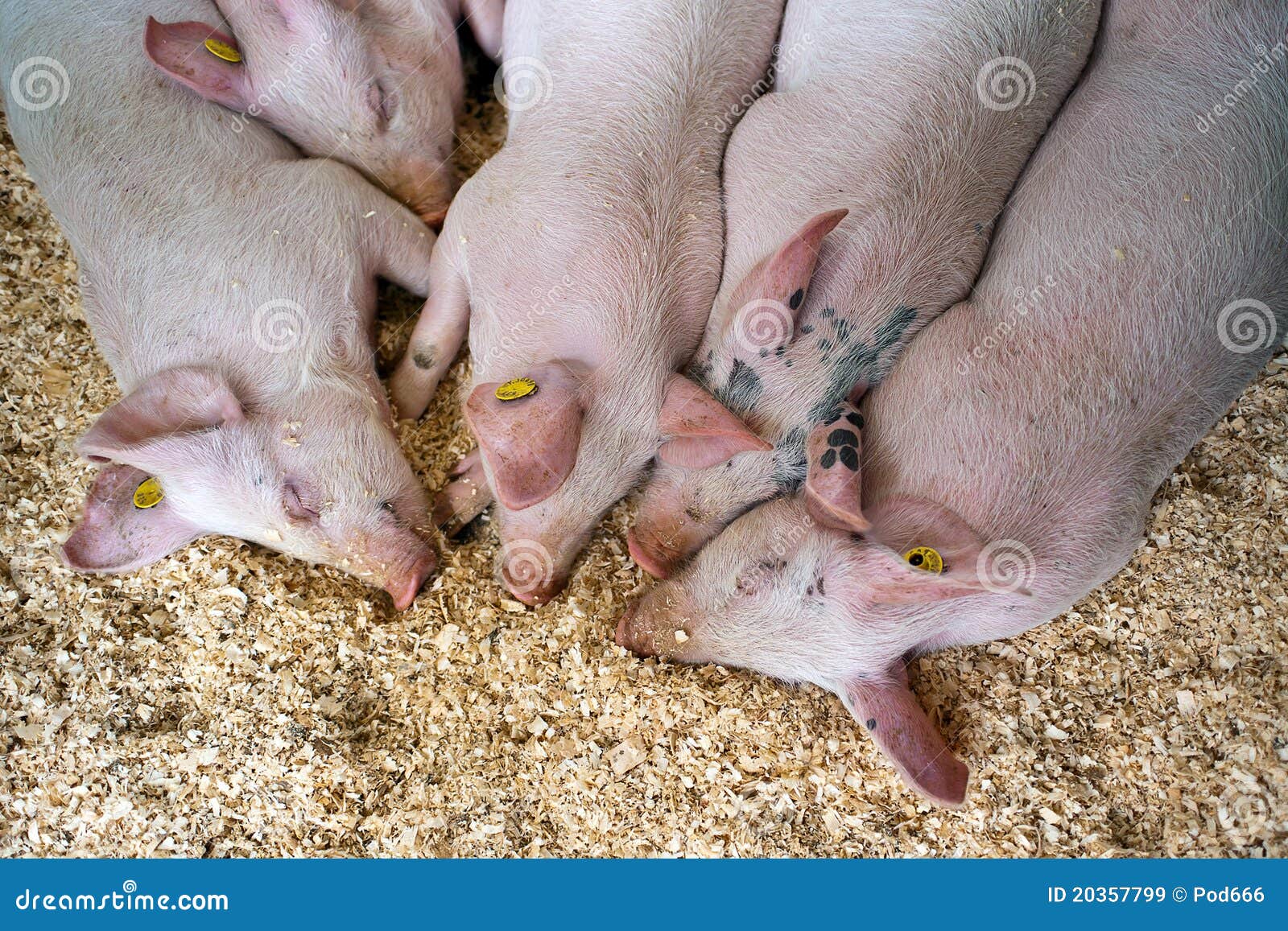 Pink pigs stock image. Image of farming, porky, pink - 20357799