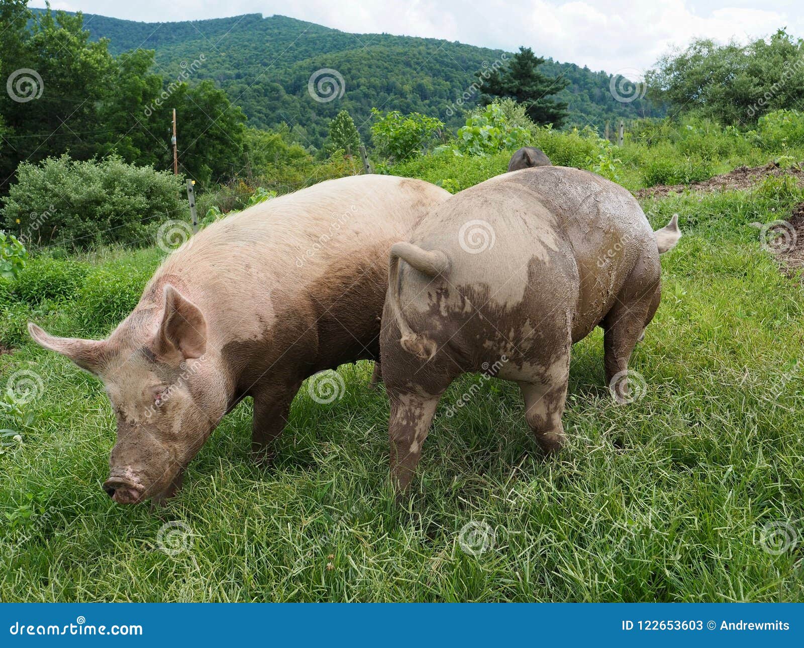 Pink Pigs on Green Mountainside Stock Image - Image of rear, facing ...