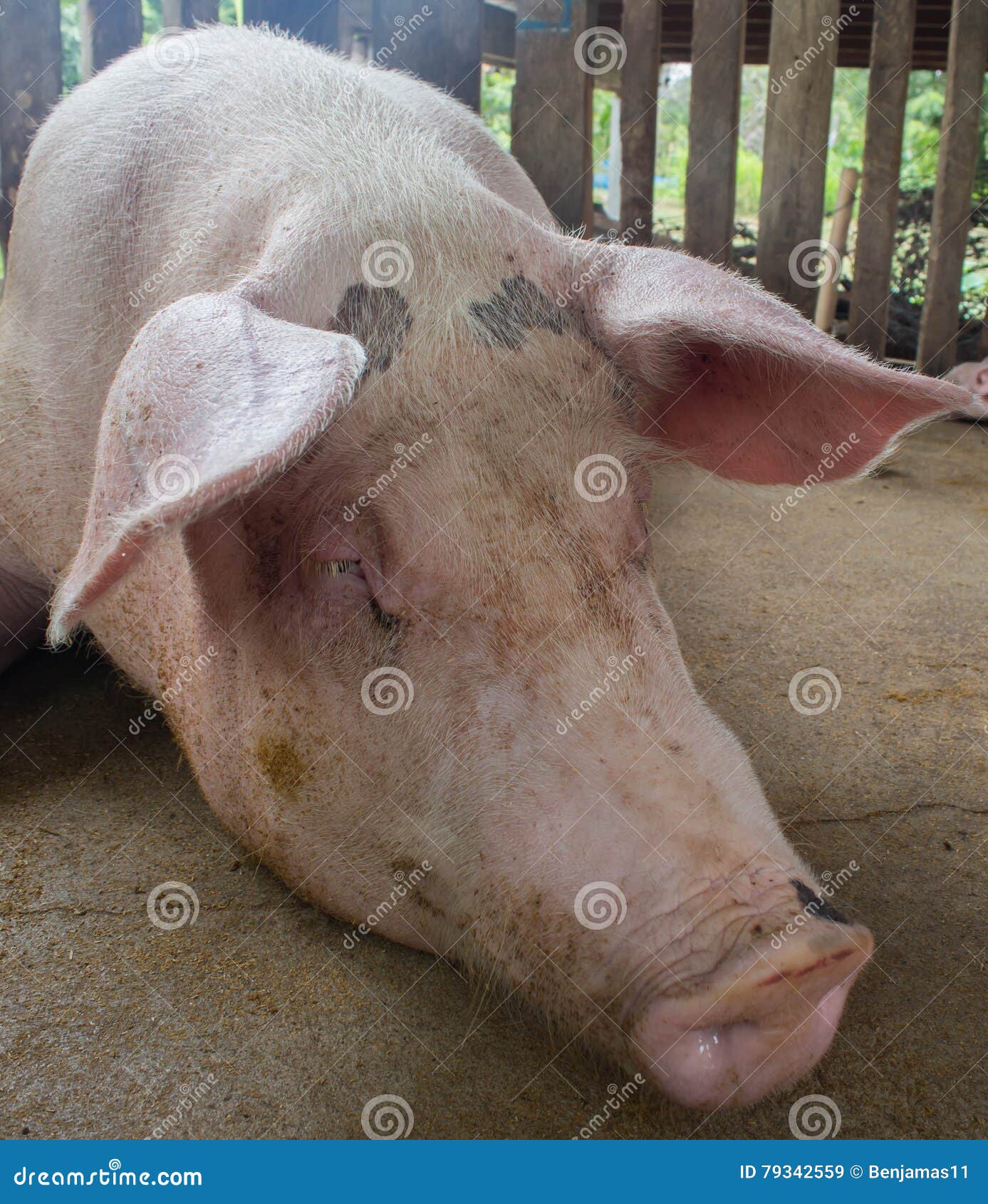Pink pigs stock image. Image of food, mammal, pigs, swine - 79342559