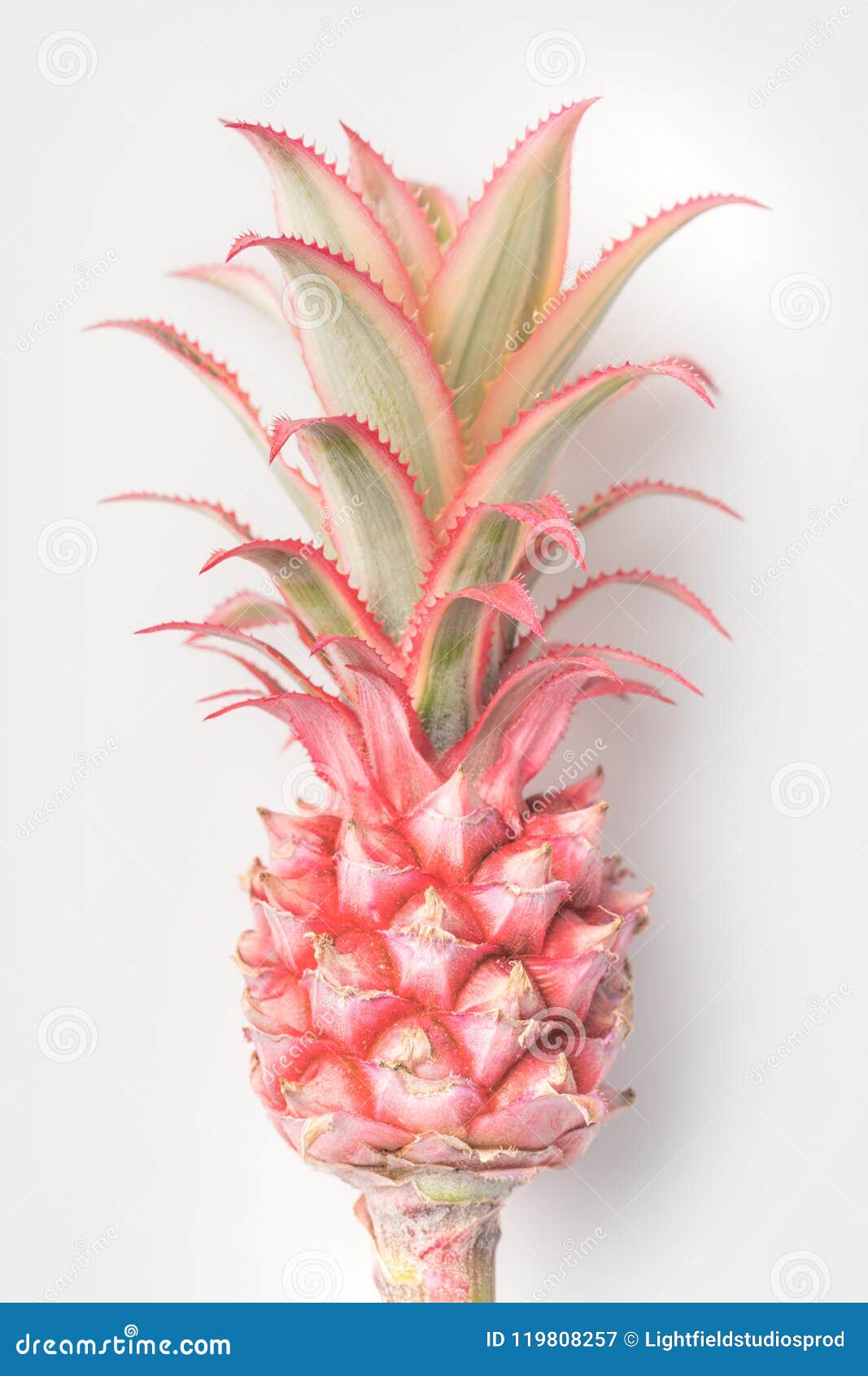 Pink pineapple on stem stock image. Image of vegetarian - 119808257