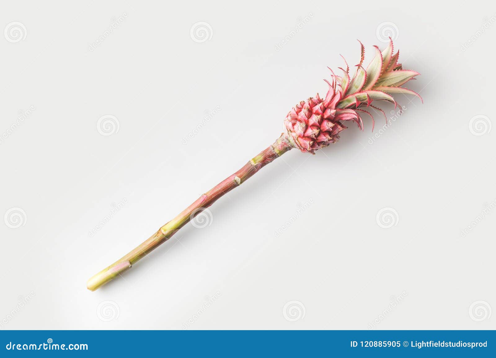 Pink Pineapple on Stem Isolated Stock Image - Image of vegetarian ...