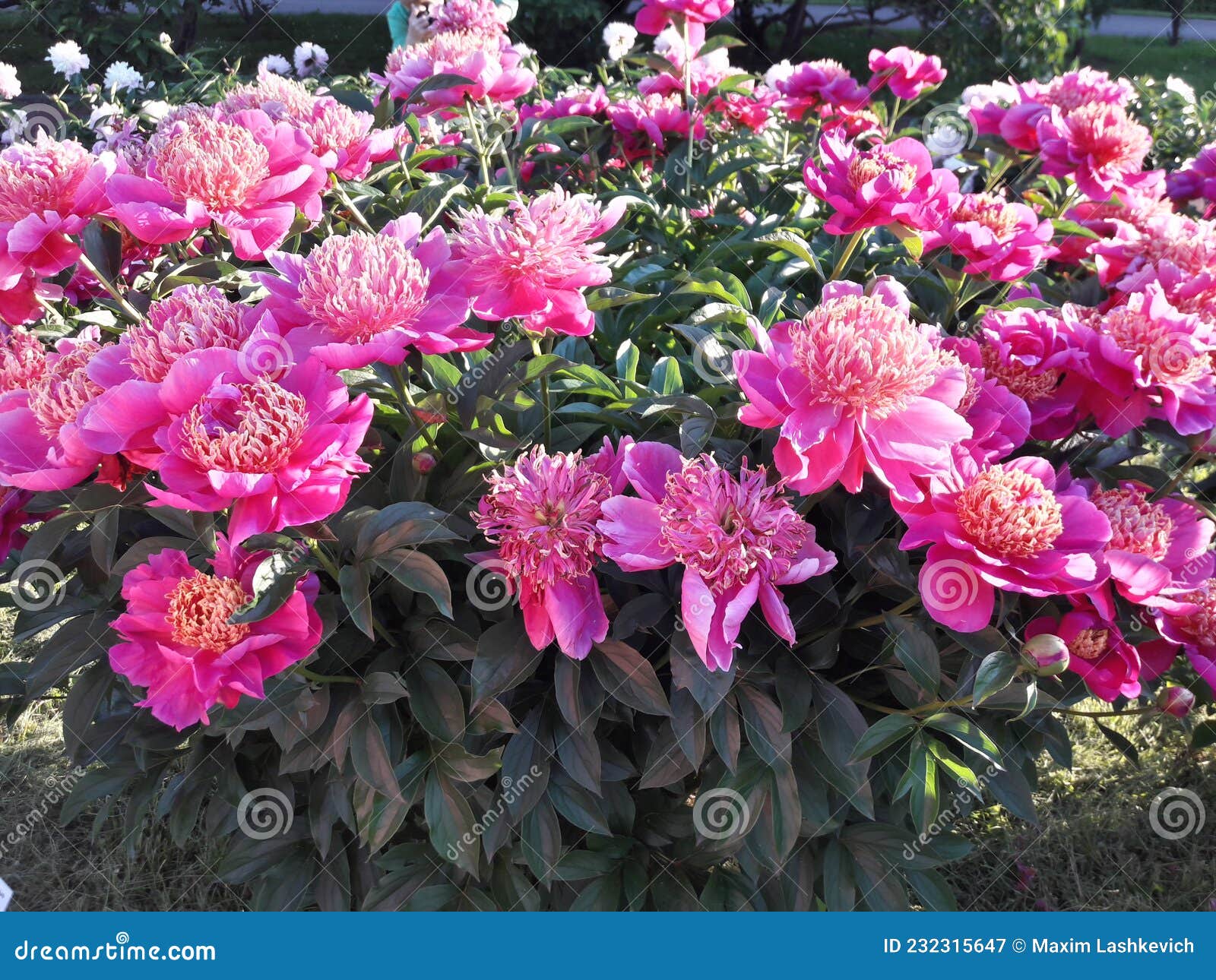Pink Pion Shrub in Sunlight Stock Image - Image of shrub, garden: 232315647