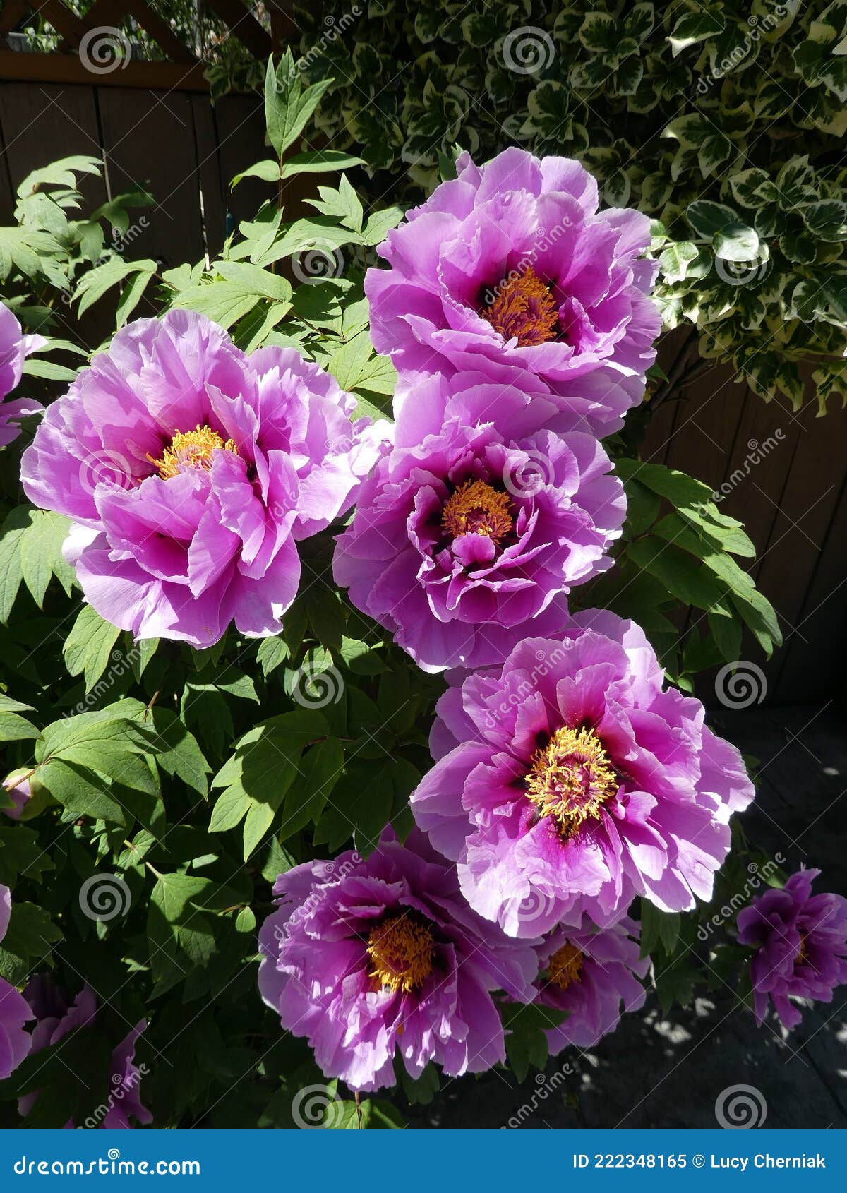 Pink Pions stock image. Image of background, peony, flower - 222348165