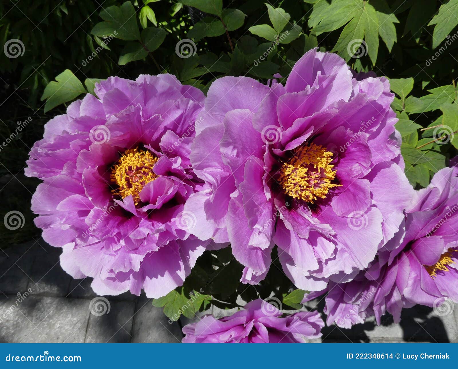 Pink Pions stock photo. Image of bloom, peony, petal - 222348614