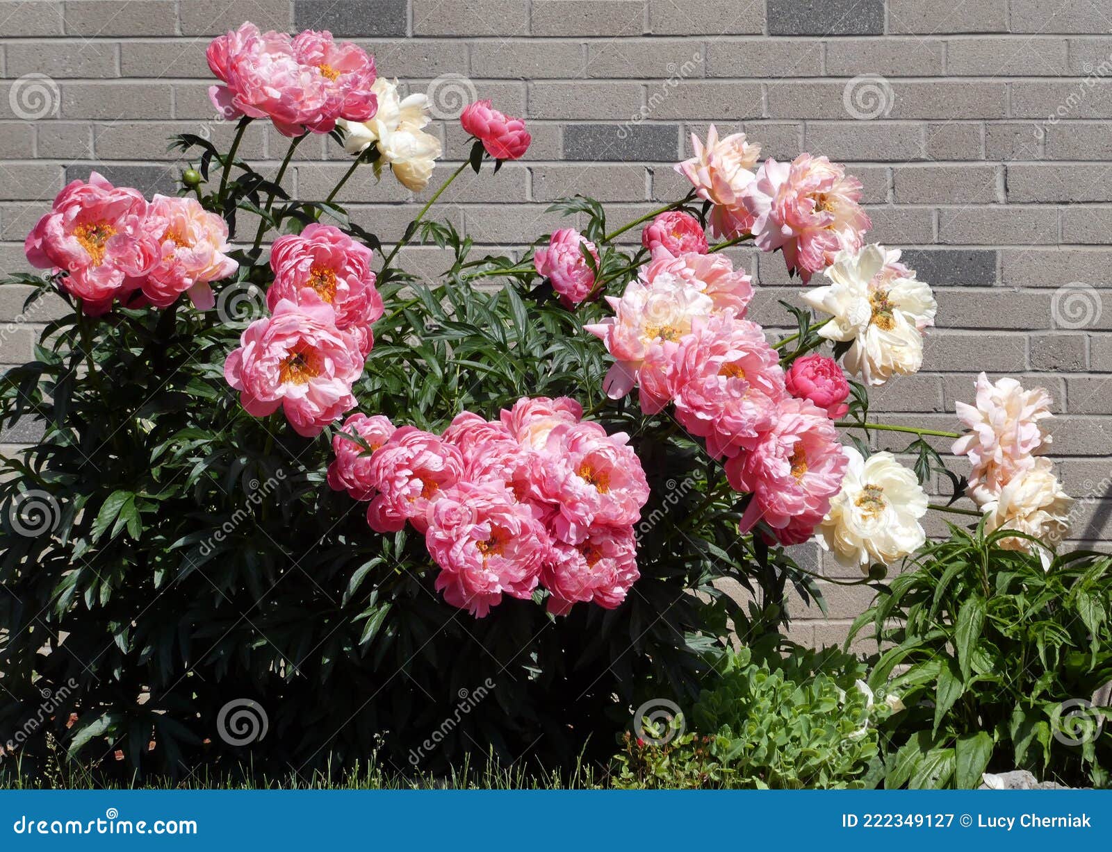 Pink Pions stock image. Image of peony, brick, flora - 222349127