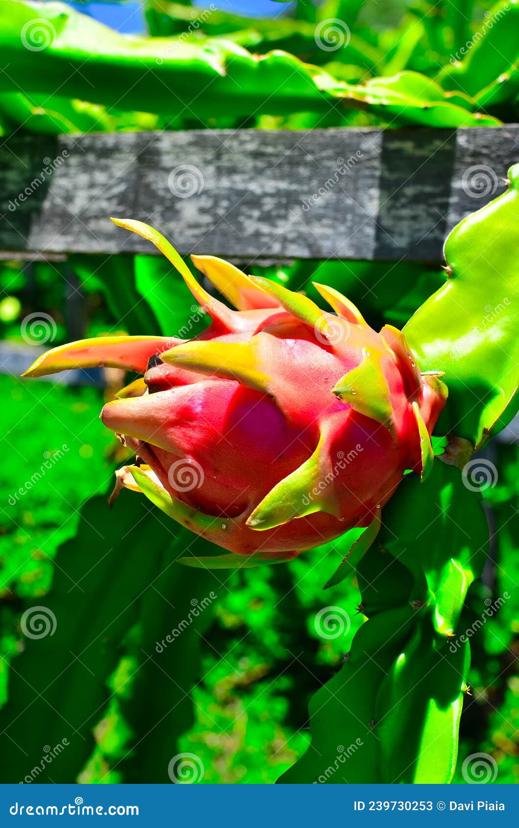 Pink Pitaya Cultivation, Small Pitaya Orchard Stock Image - Image of ...