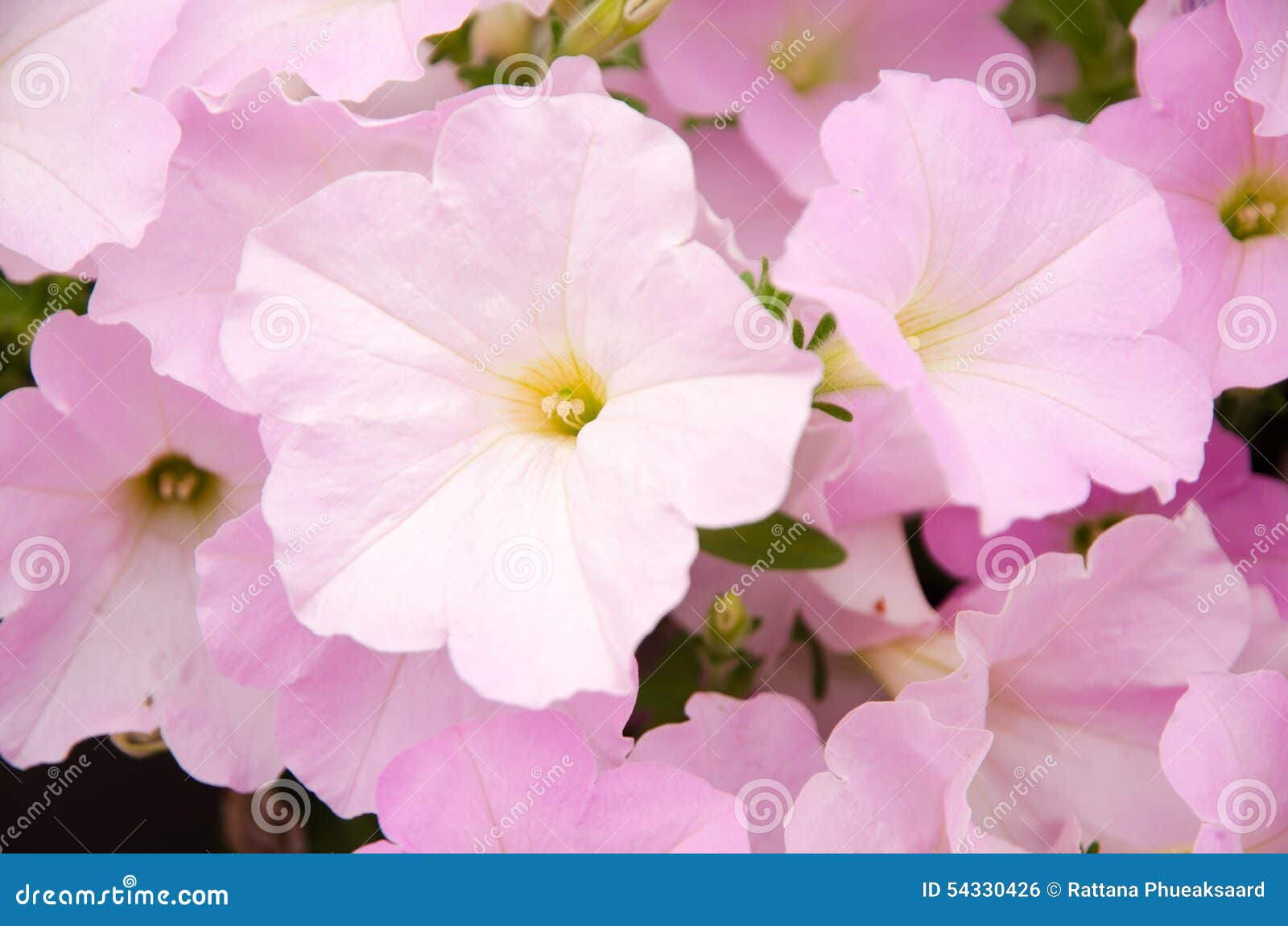Pink pitunia flowers stock photo. Image of green, pink - 54330426