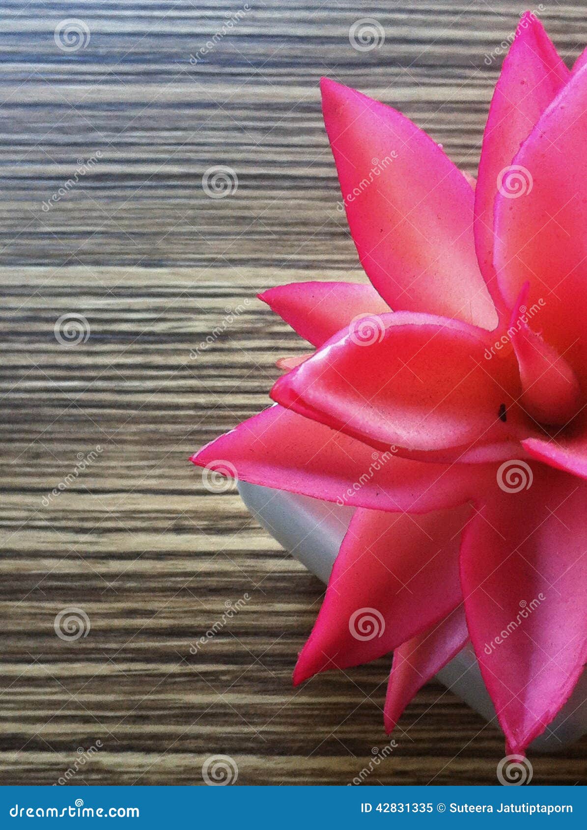 Pink plant on desk stock image. Image of table, plant - 42831335
