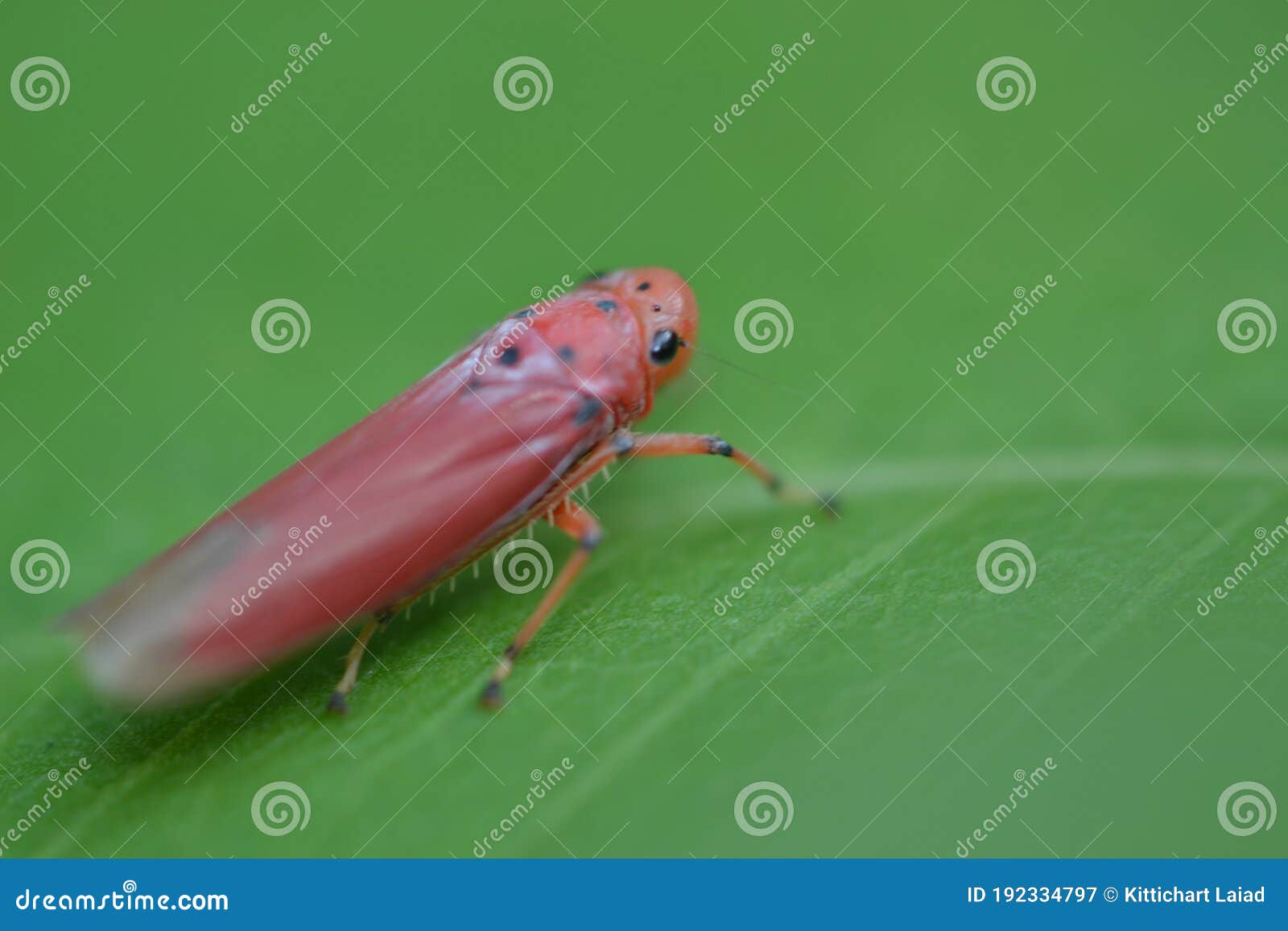 Pink Planthopper Perching on Green Leaf Stock Image - Image of perching ...