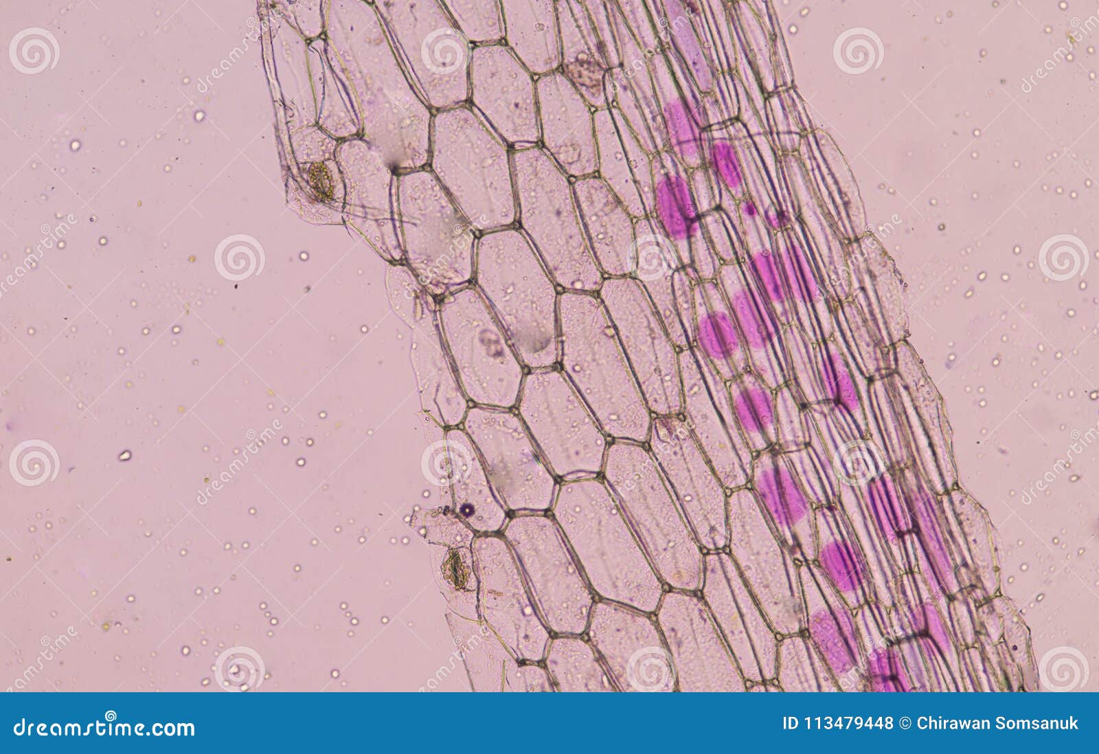 Pink plants cells. stock photo. Image of biological - 113479448