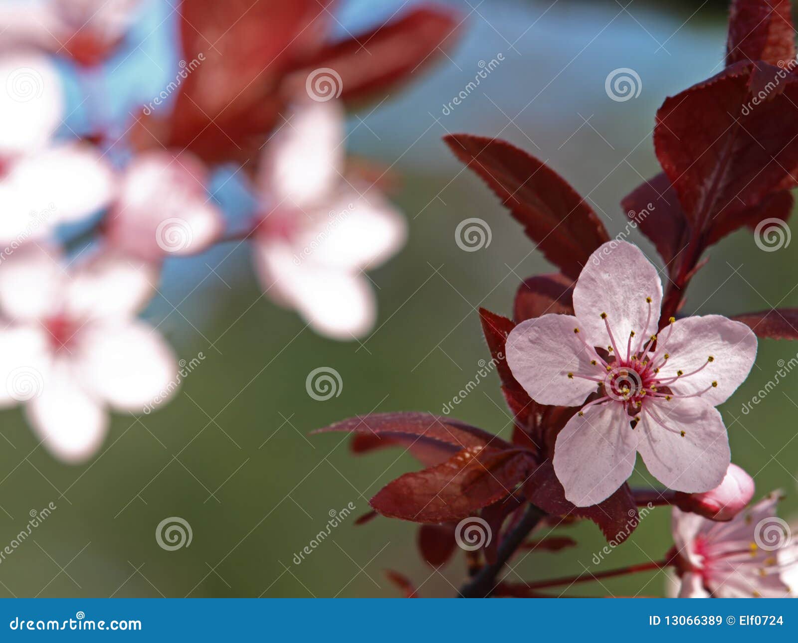 Pink Plum Blossom stock image. Image of environment, asia - 13066389