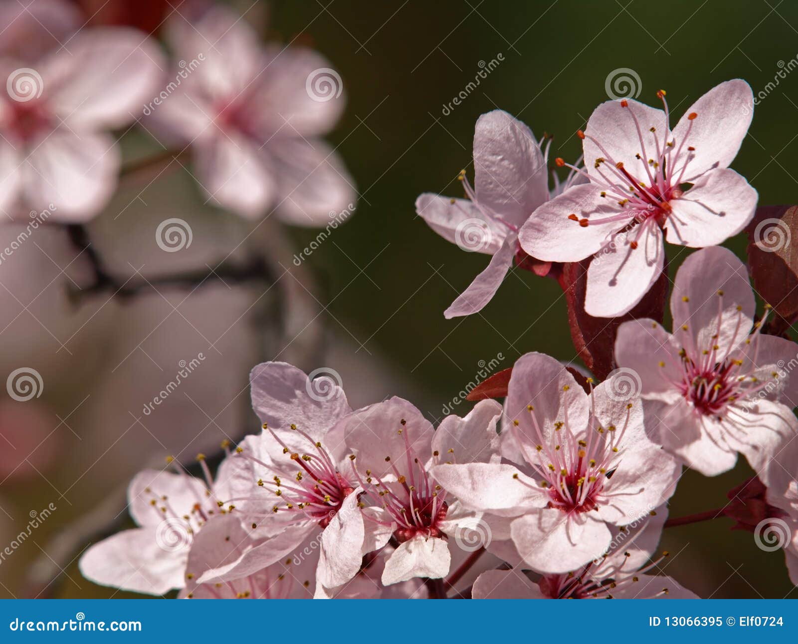 Pink Plum Blossom stock image. Image of botany, floral - 13066395