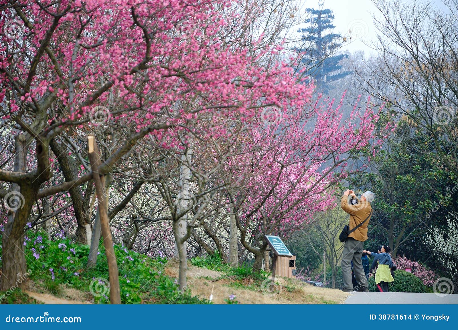 Pink Plum Blossom and Old Men Editorial Stock Image - Image of plants ...