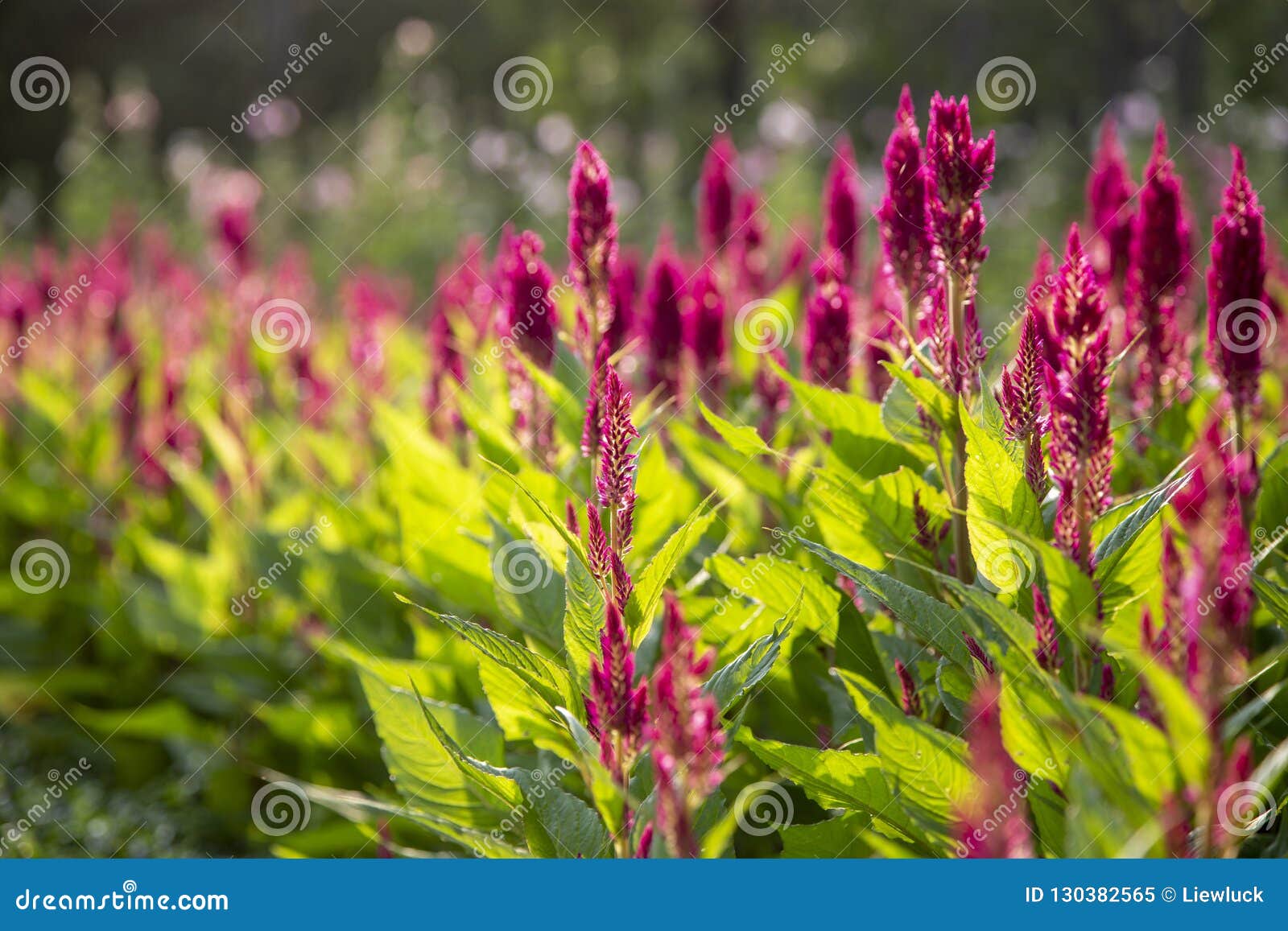 Pink Plumed Cockscomb Flower Stock Image - Image of park, plant: 130382565