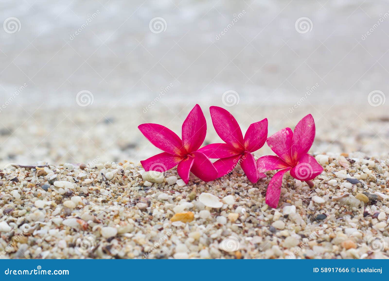 Pink plumeria on the beach stock photo. Image of floral - 58917666