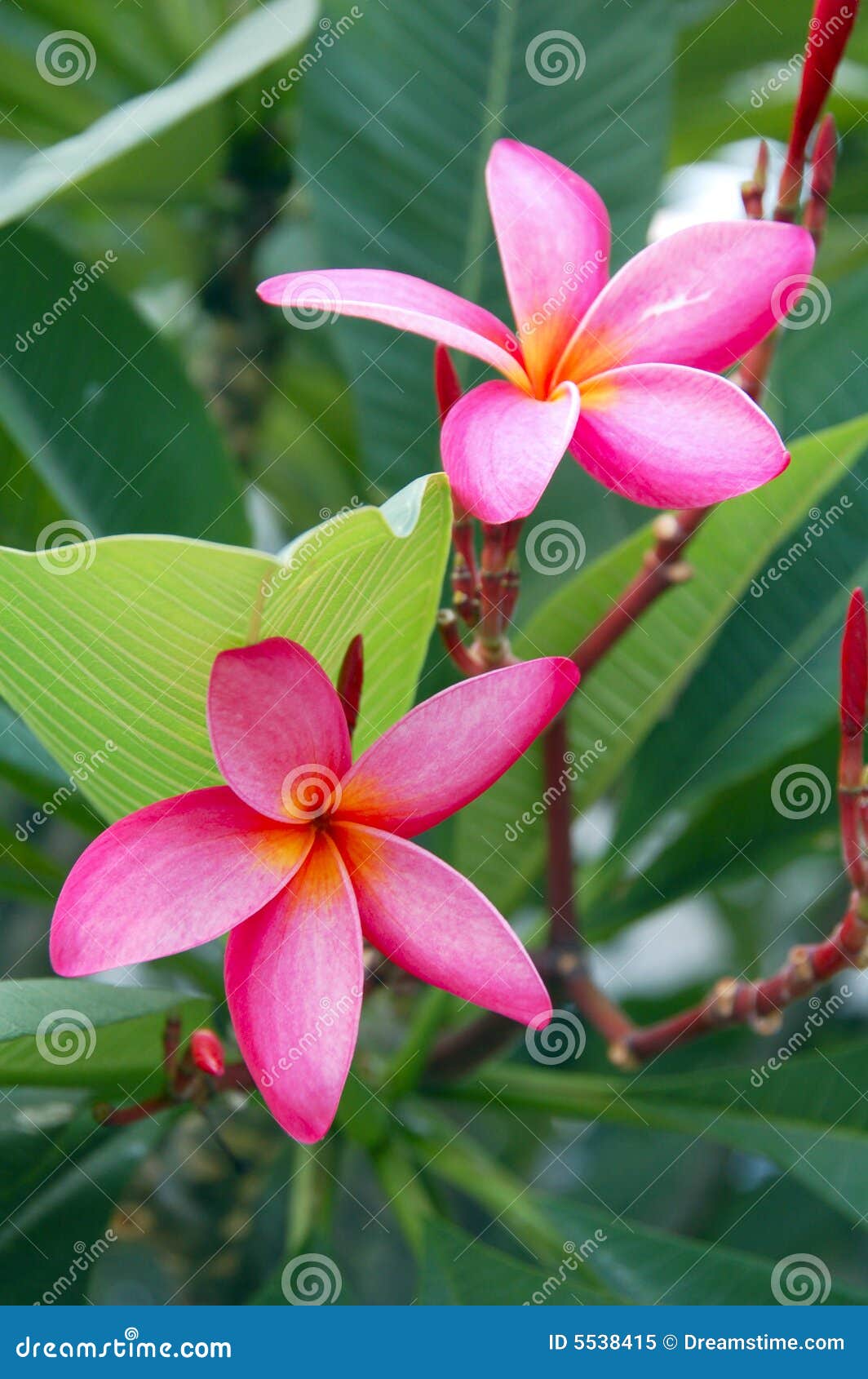 Pink Plumeria Flower stock image. Image of botany, easter - 5538415