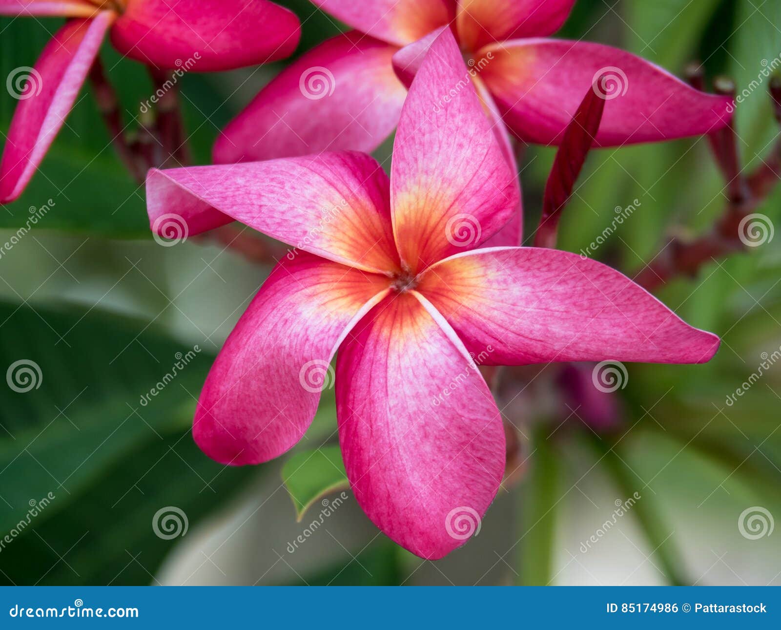 Pink Plumeria Flower Blooming on Tree, Spa Flower Stock Photo - Image ...