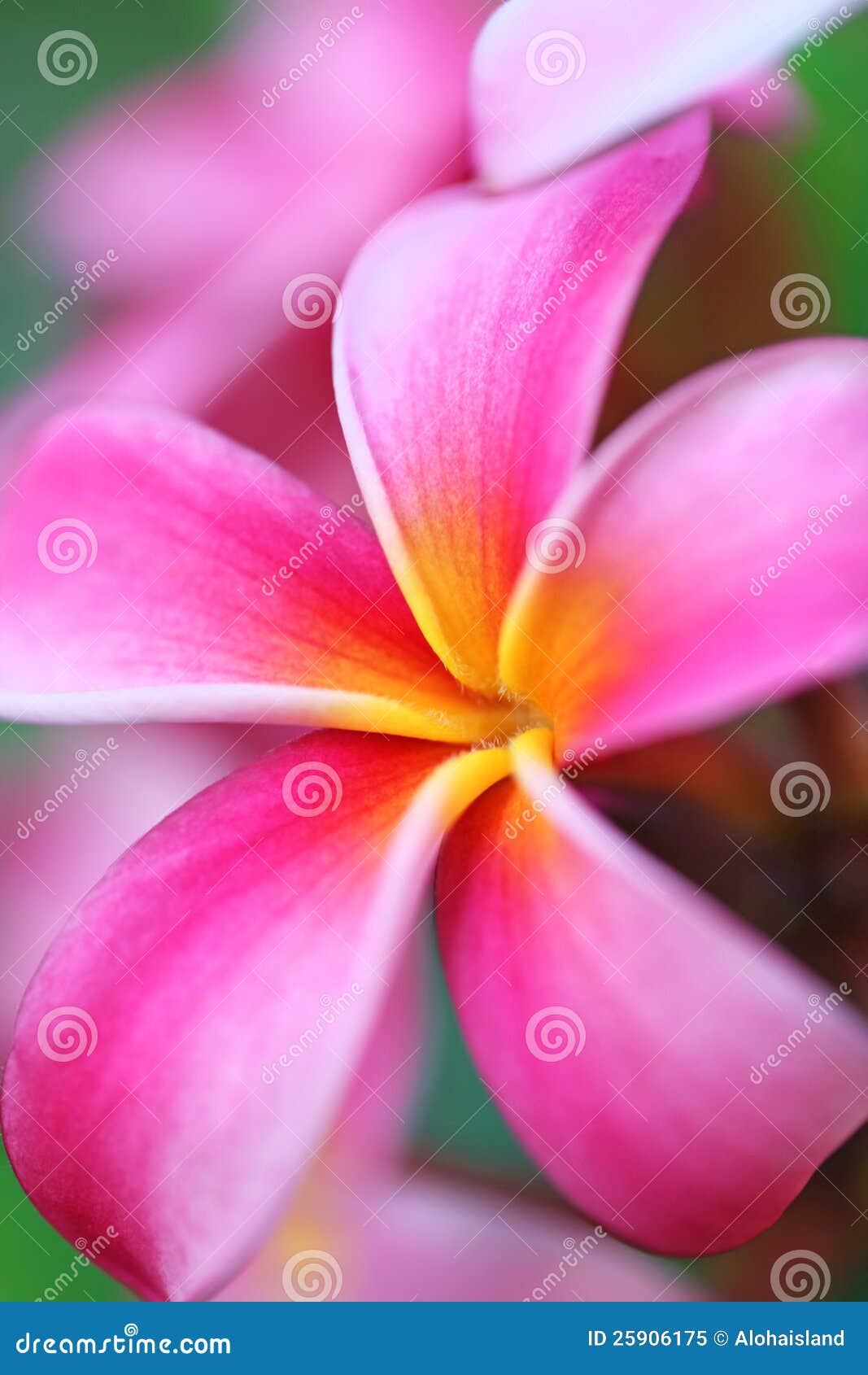 Pink Plumeria Flower Hawaii Stock Image - Image of flowers, plumeria ...
