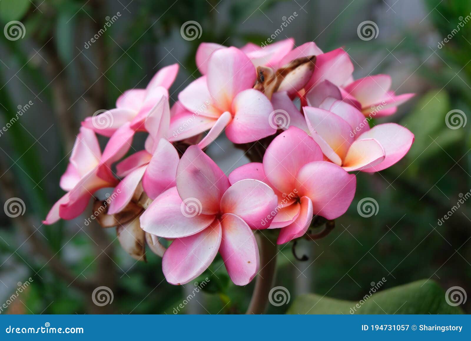 Pink plumeria flowers stock image. Image of tropical - 194731057
