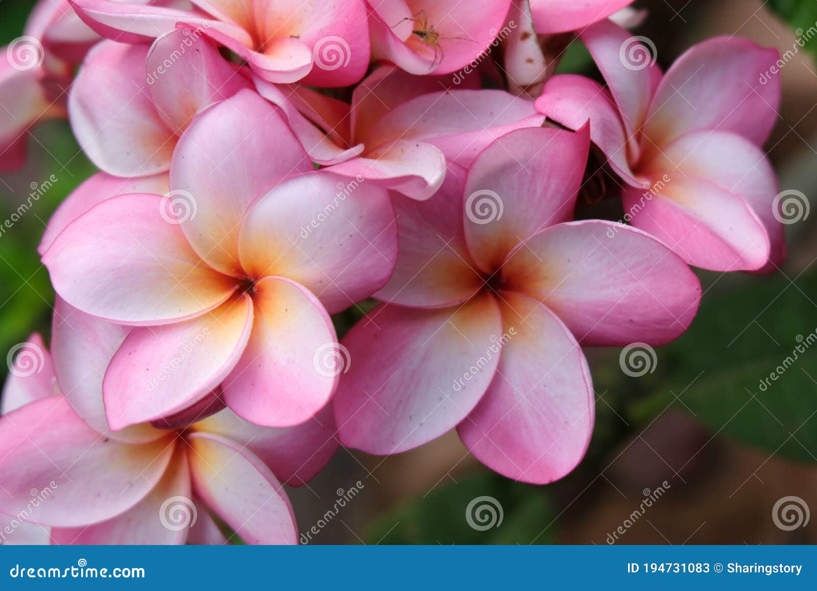 Pink plumeria flowers stock image. Image of tropical - 194731083