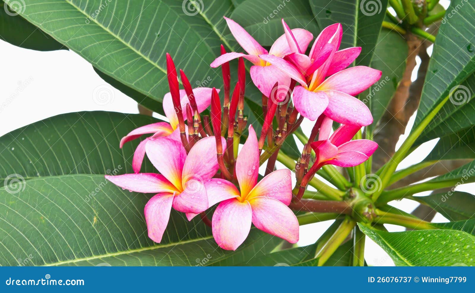 Pink Plumeria flowers stock image. Image of beautiful - 26076737