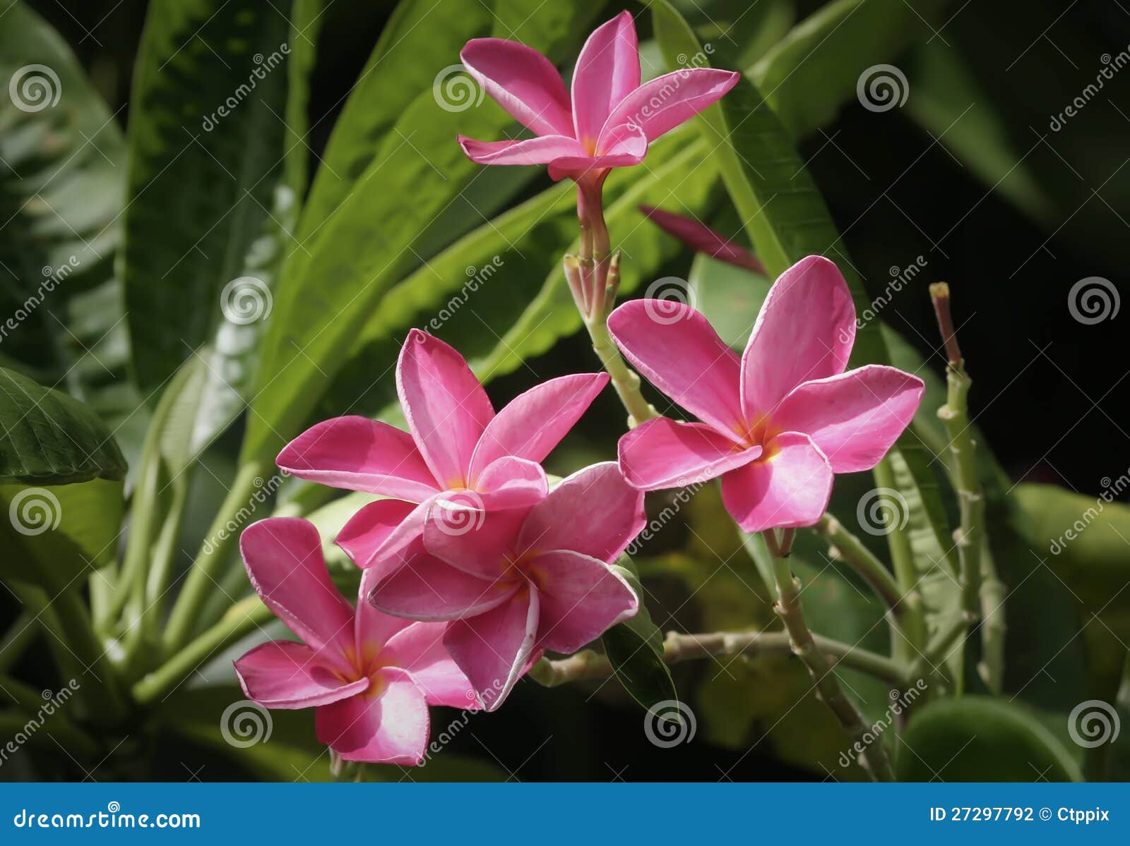 Pink Plumeria Flowers stock photo. Image of flora, nature - 27297792